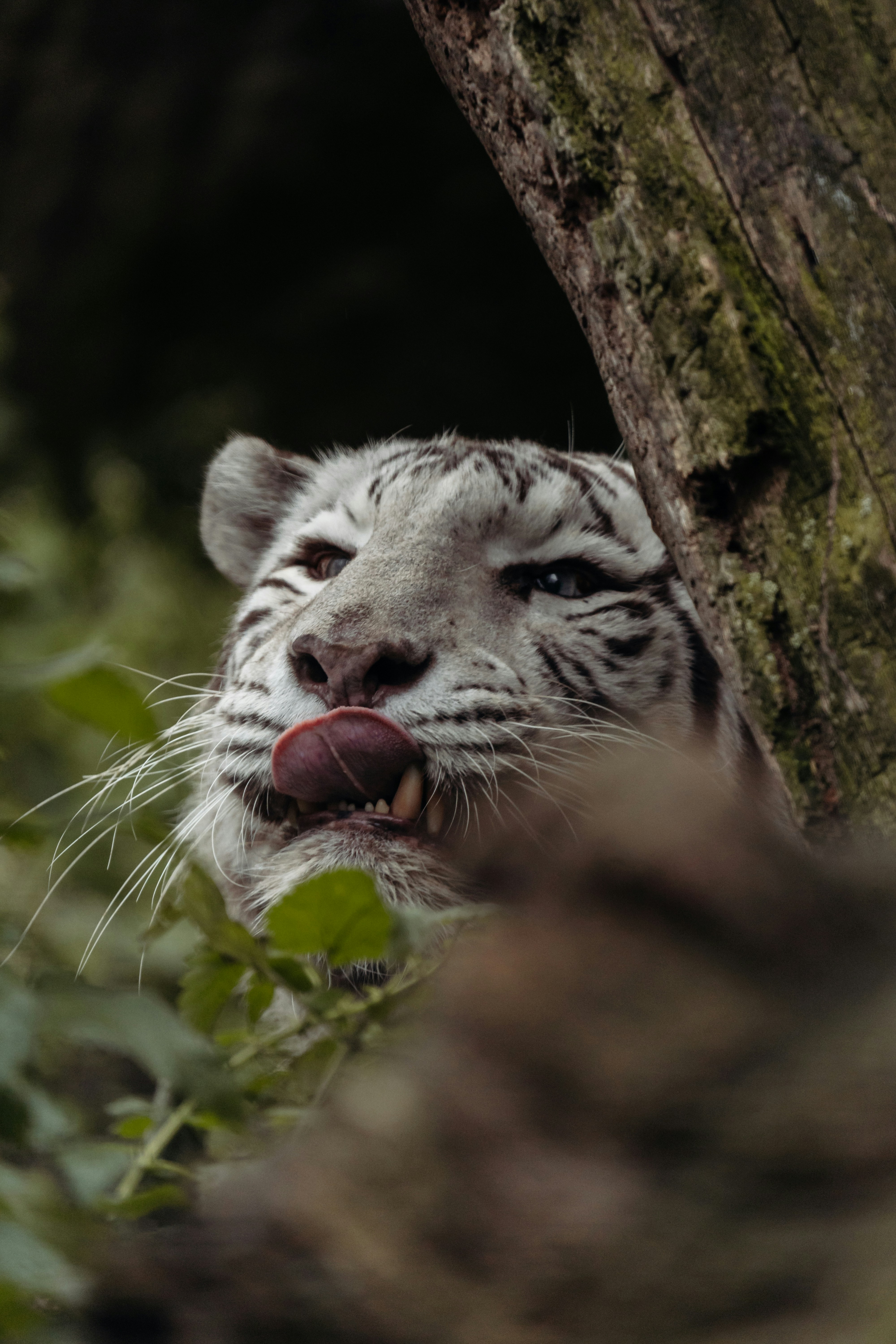 Glimpse Through the Trunk: A White Tiger Cub’s Quiet Gaze