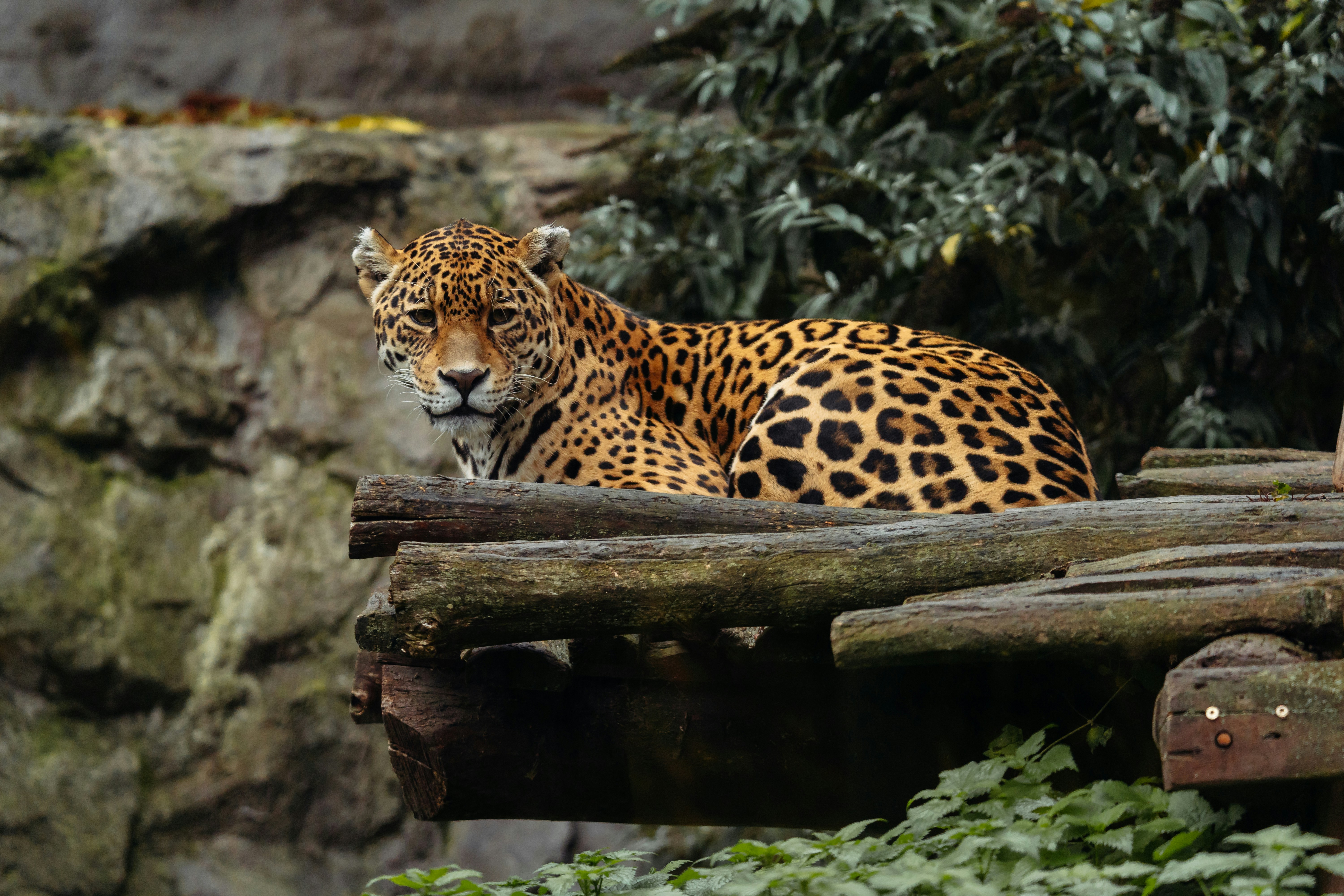 A leopard rests on a wooden platform, its striking coat blending with the natural surroundings while it gazes intently at the viewer.