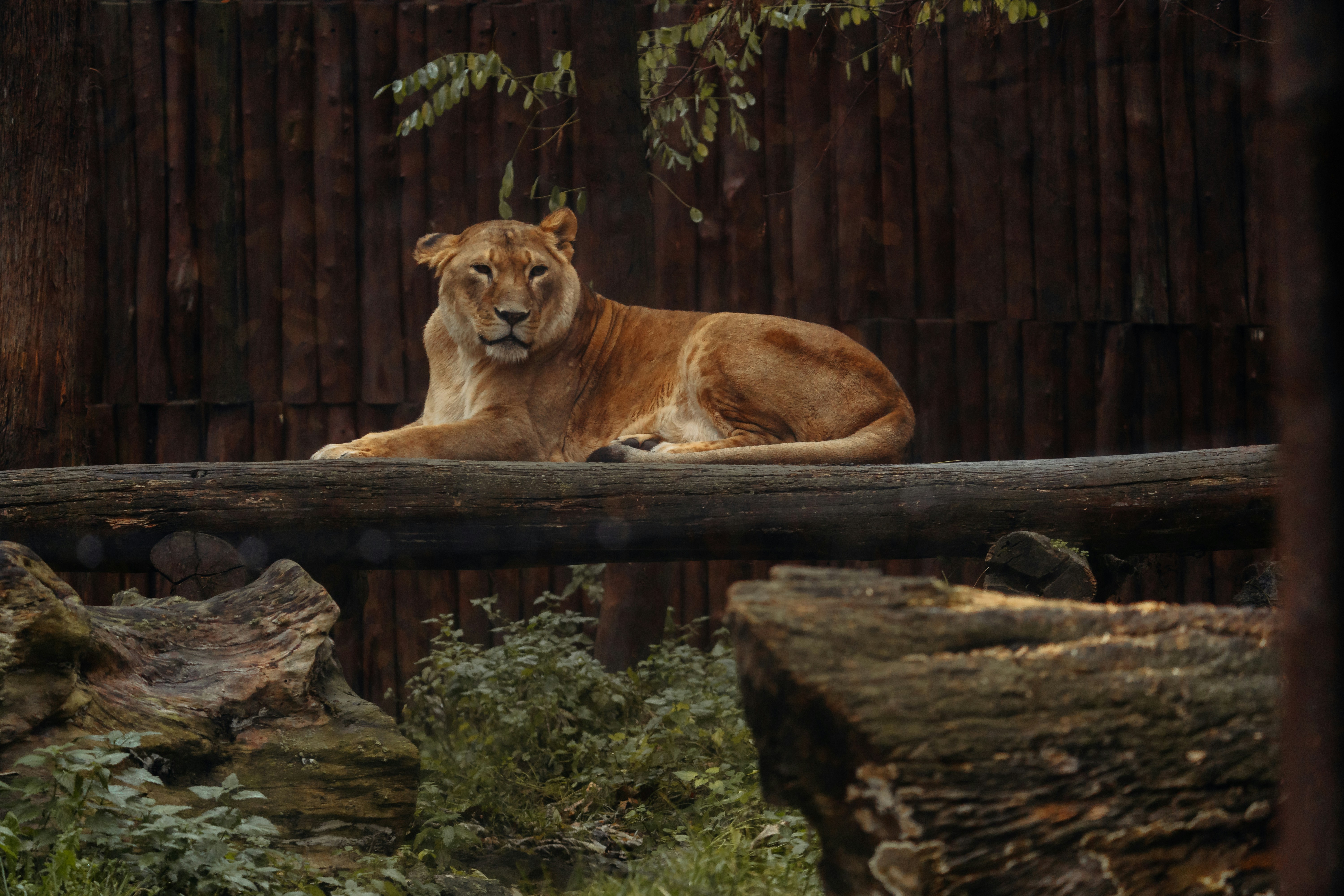 Serene Majesty: The Lioness in Stillness