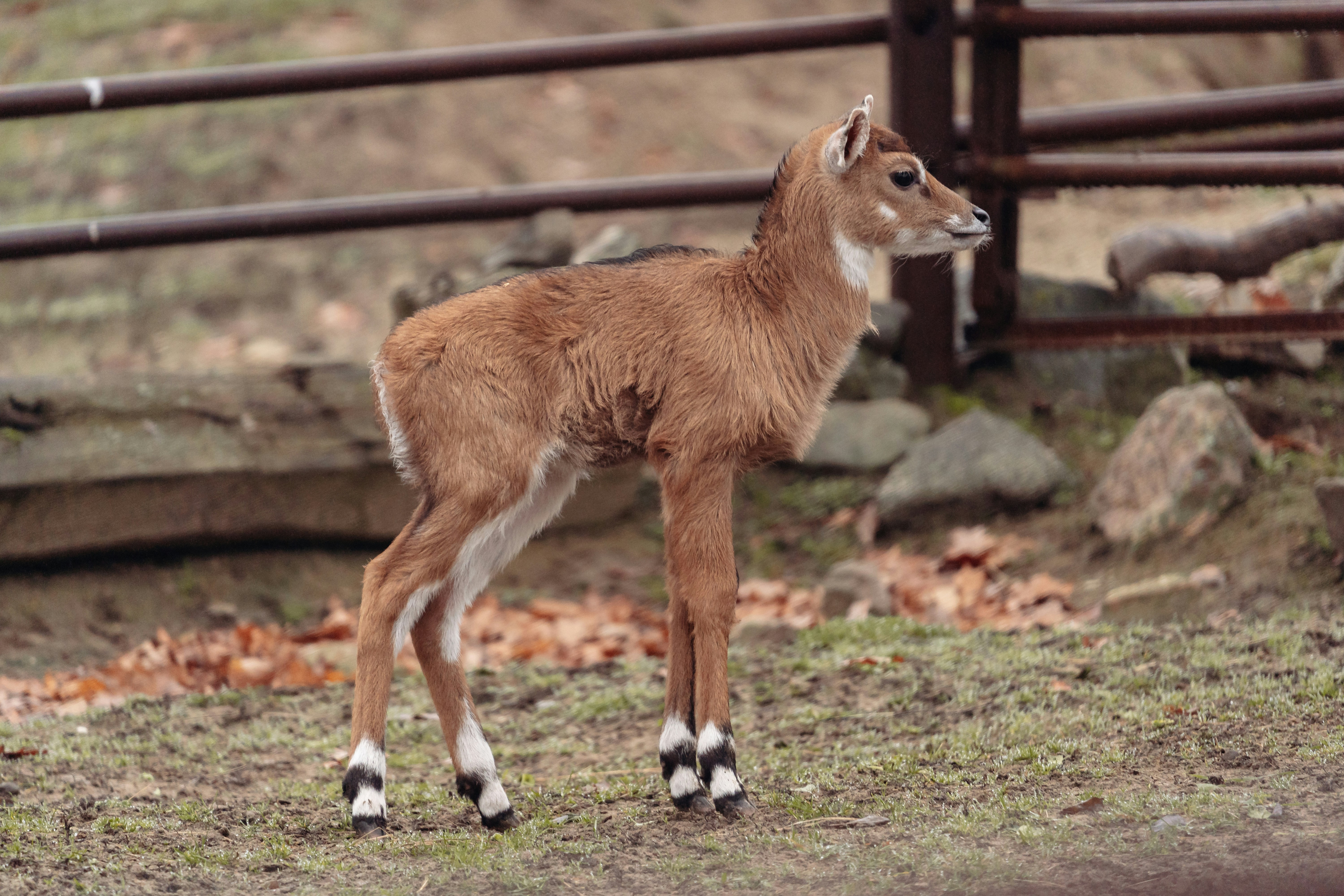 Deer Standing On 2 Legs Pictures | Download Free Images on Unsplash
