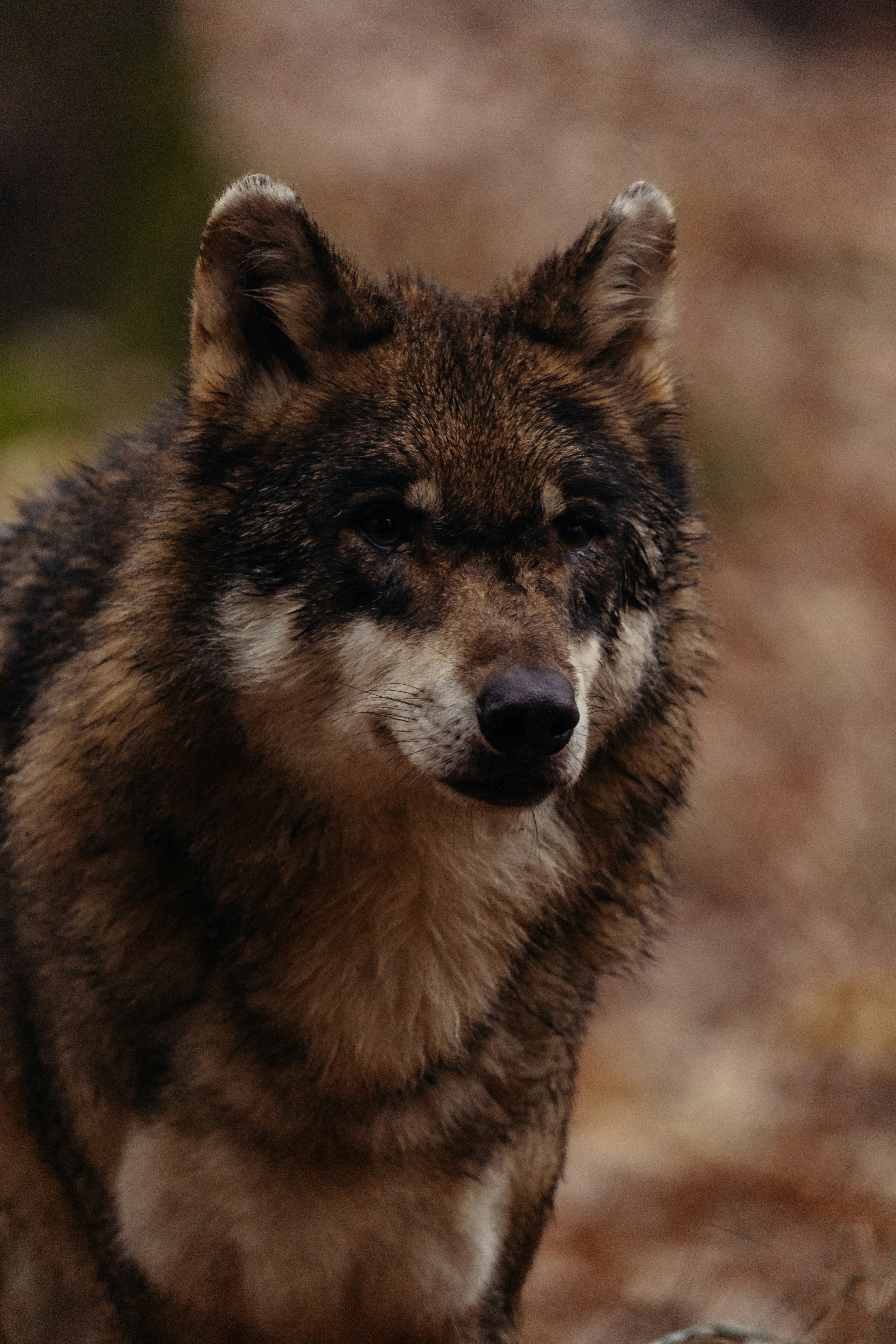 A wolf stands alert in a forest setting, showcasing its thick fur and intense expression. The natural environment provides a soft, blurred backdrop.