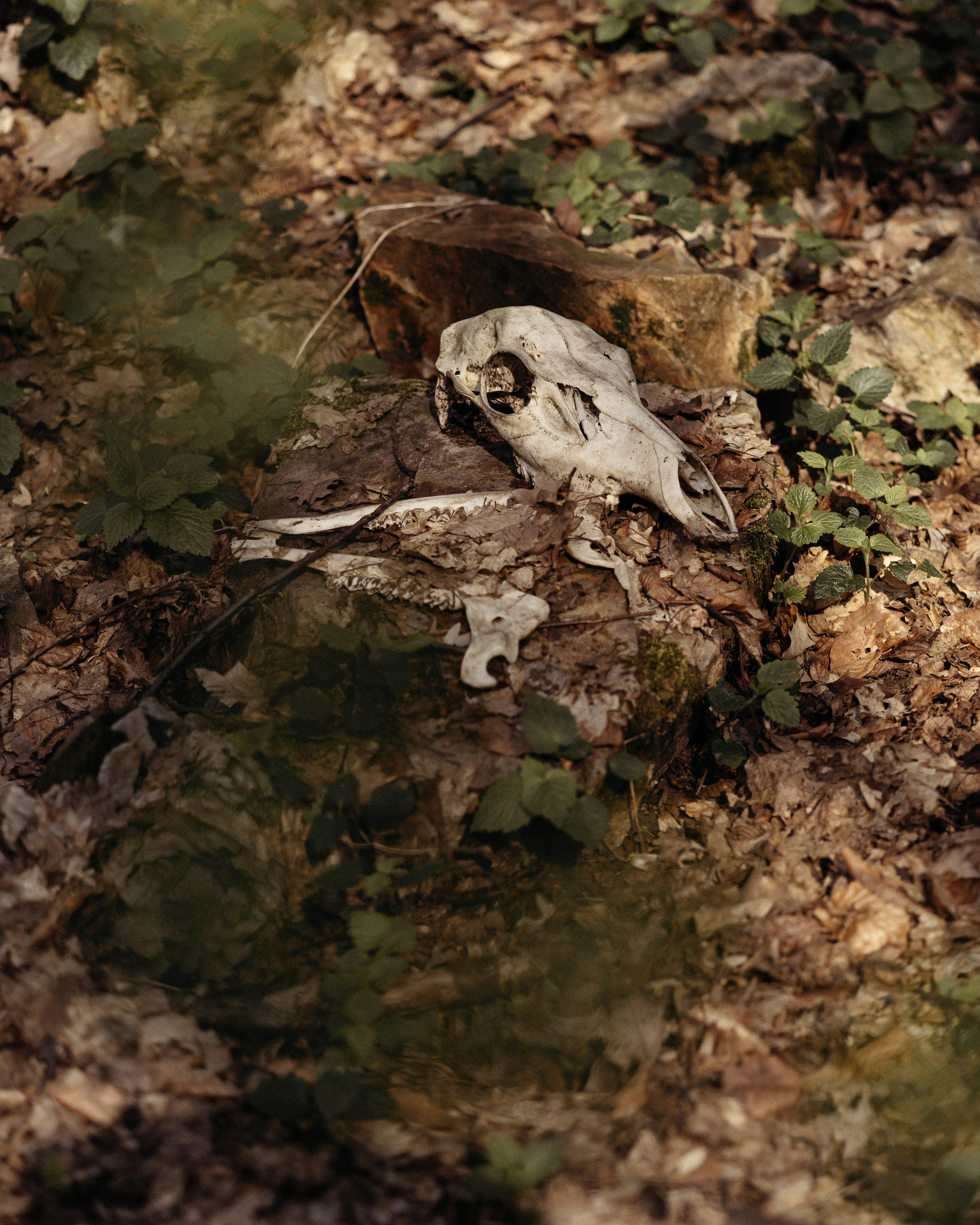 Forest Floor Relic: A Weathered Skull Amid Leaf Litter