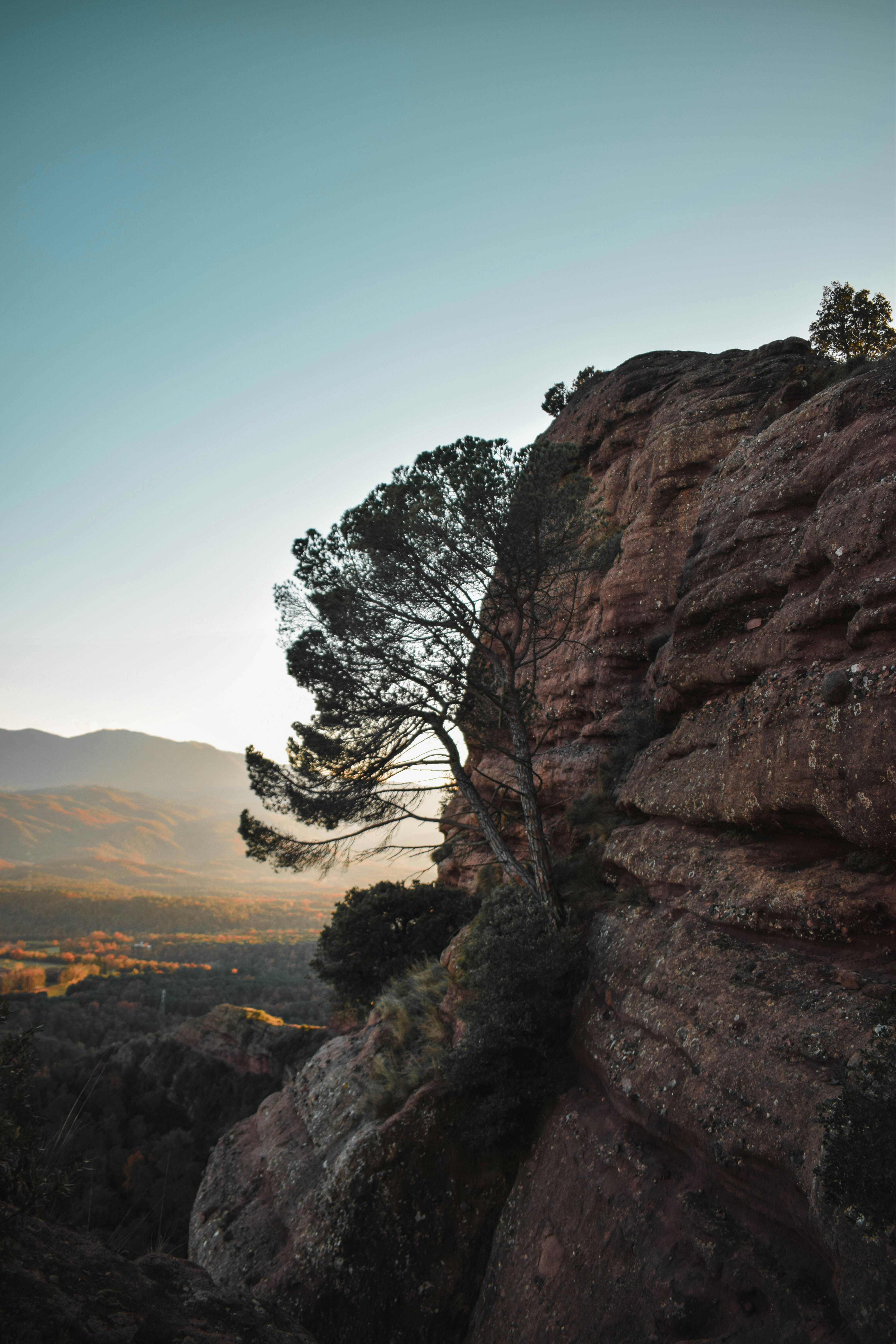 A lone tree growing on the side of a cliff photo – Free España Image on ...