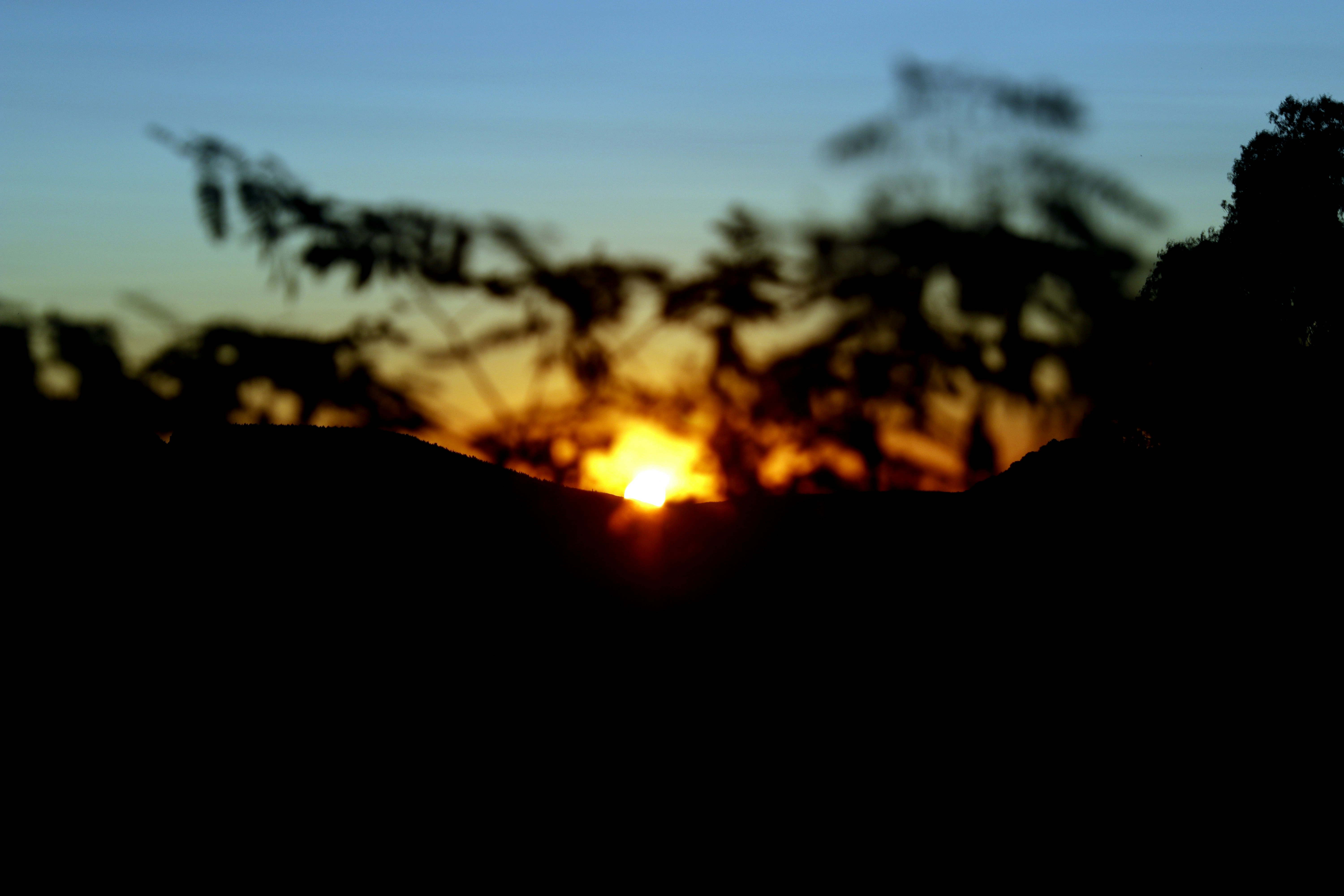 The sun is setting in the distance behind a tree photo – Free Cambará ...