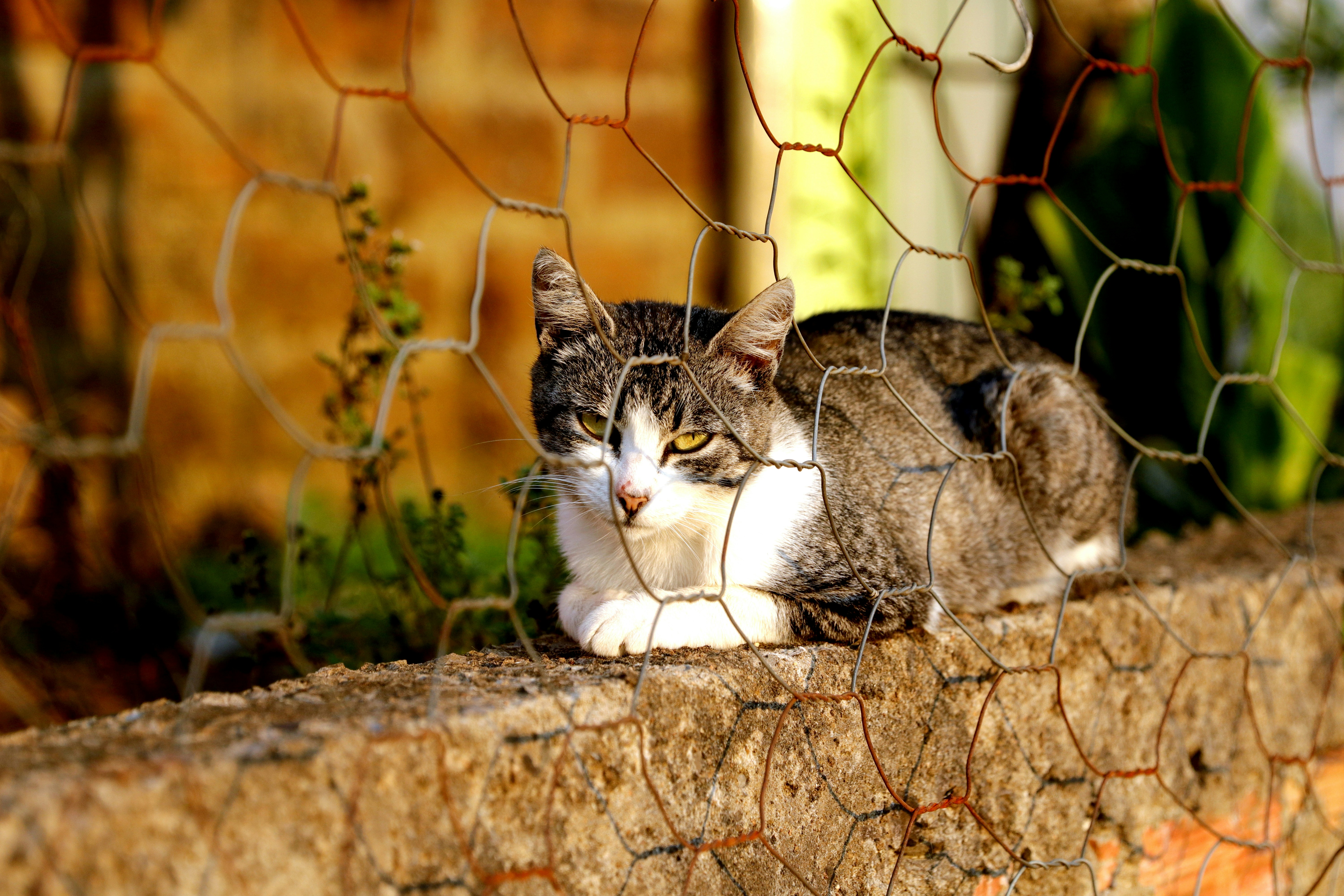 Cozy Cat in a Rusty Mesh Hideaway