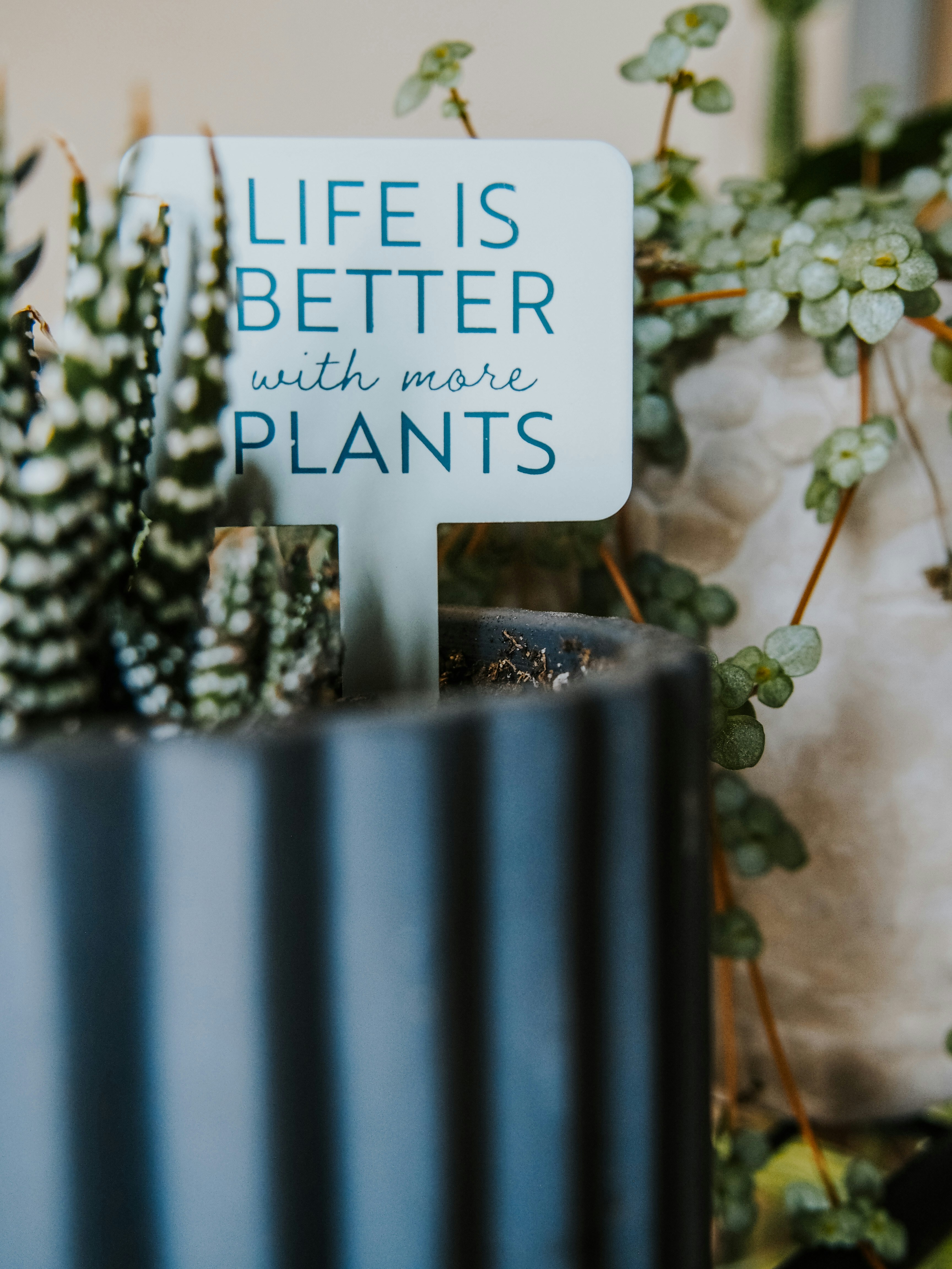 A close view of a succulent-filled pot with a blue sign reading 'LIFE IS BETTER with more PLANTS' amid greenery.