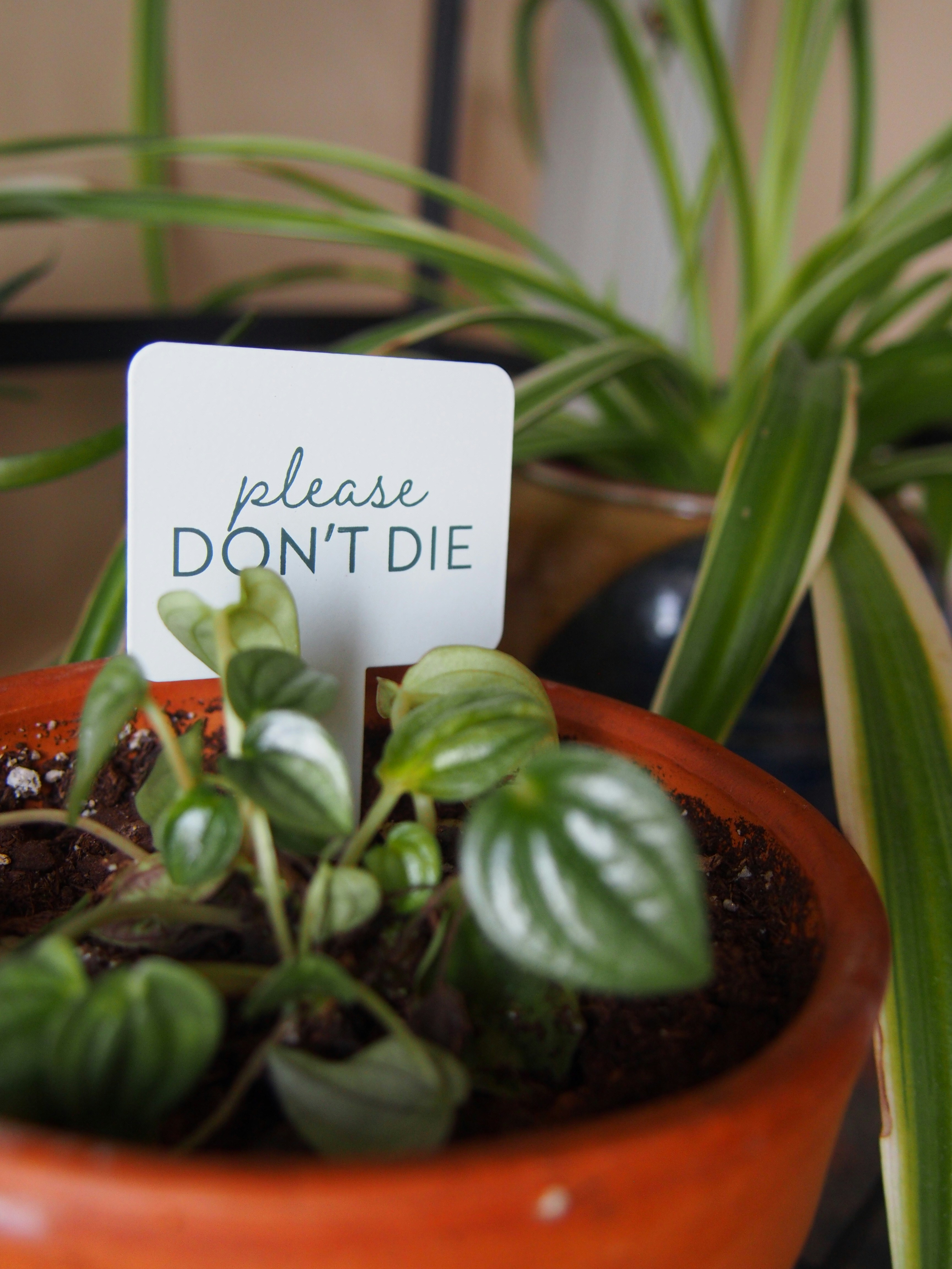 Small card with message nestled among leafy greens in a terracotta pot; plant leaves and background blur indicate shallow depth of field and a living, intimate scene. Note: this is a photograph of a plant with a stationery tag.