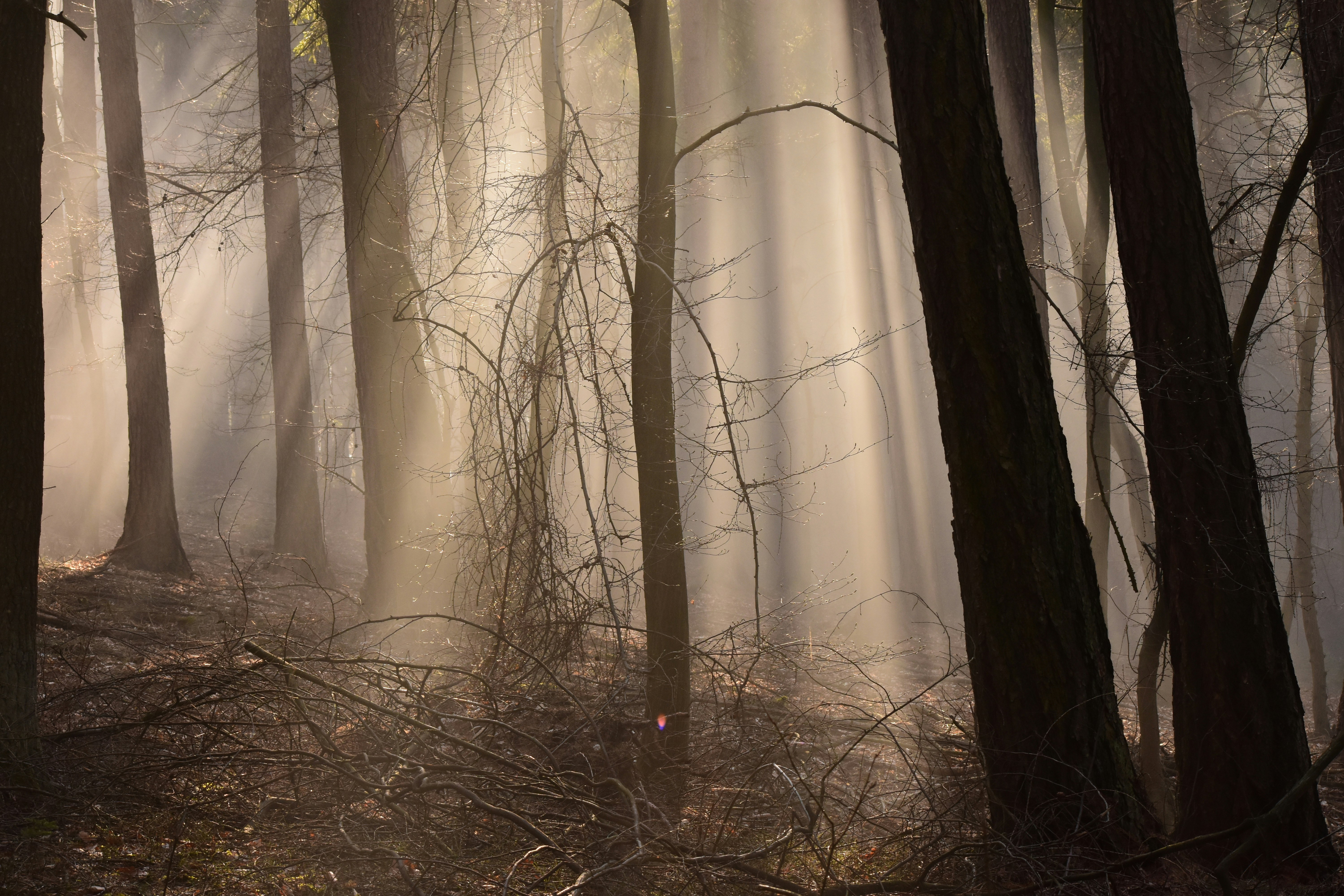 Sunlight streams through the tall trees, illuminating the misty forest floor and creating a serene atmosphere. The interplay of light and shadow enhances the tranquil setting.