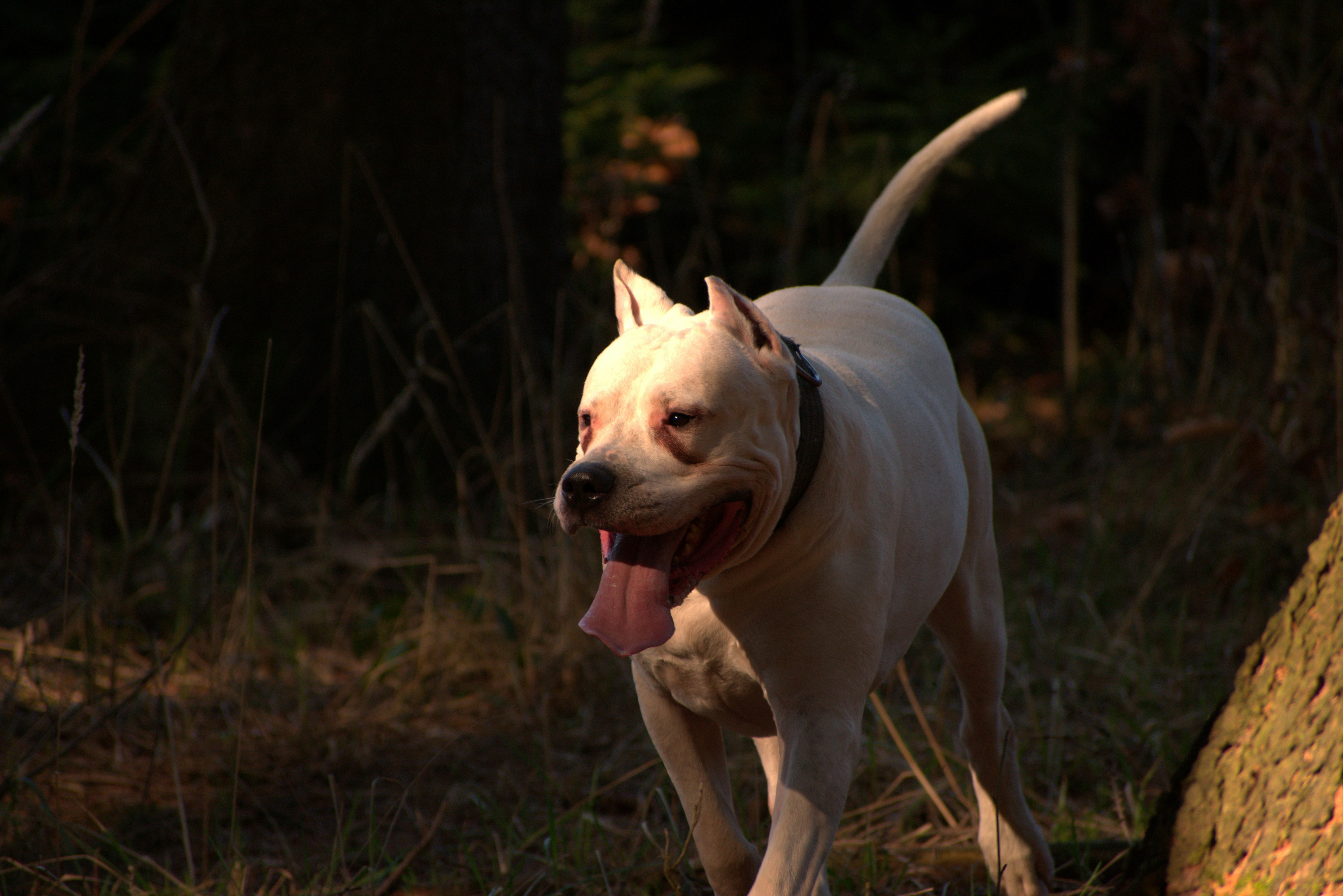 Sunlit Sprint: A White Dog Breaking Through the Pines