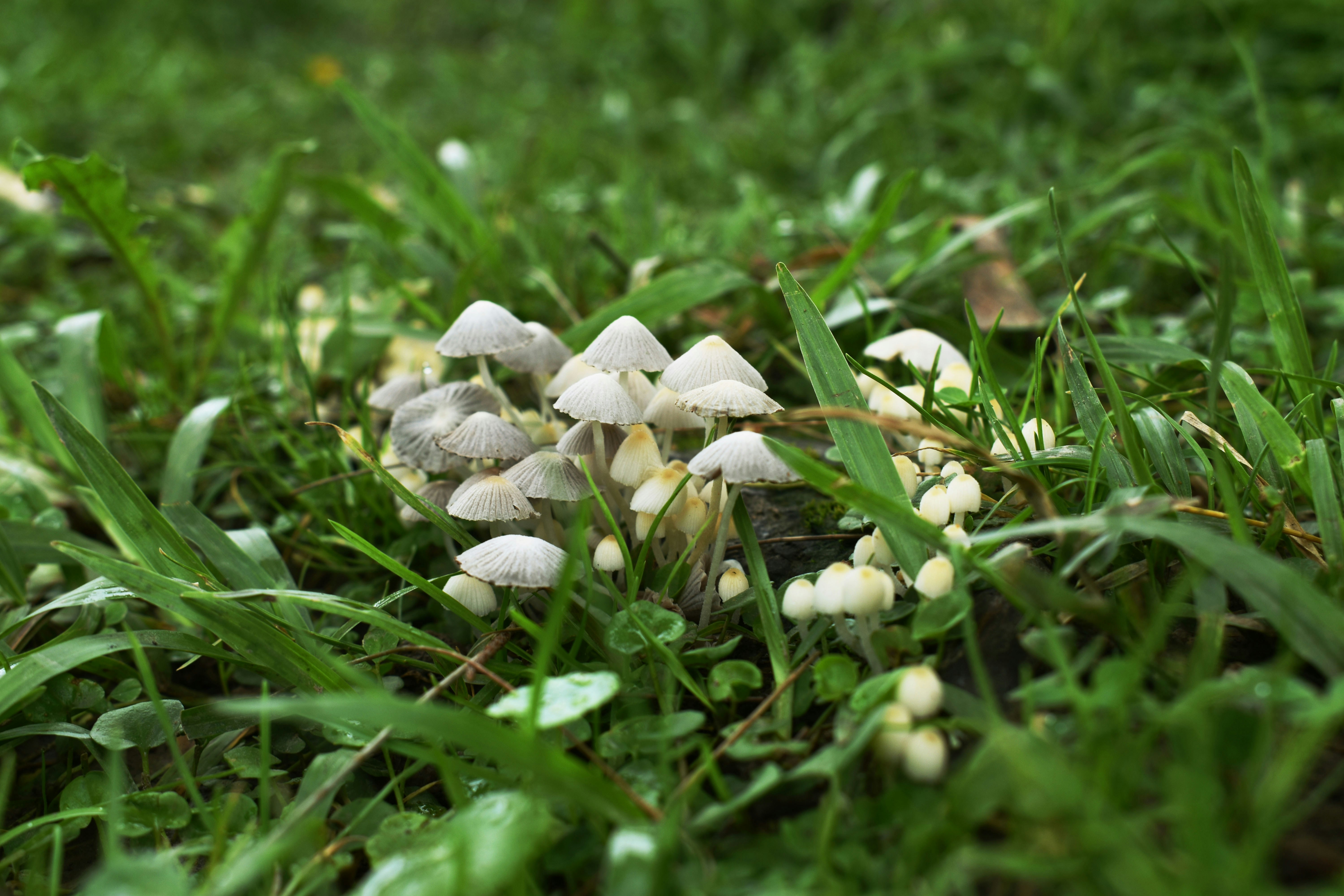 Dew-kissed Mushrooms in a Quiet Lawn Patch