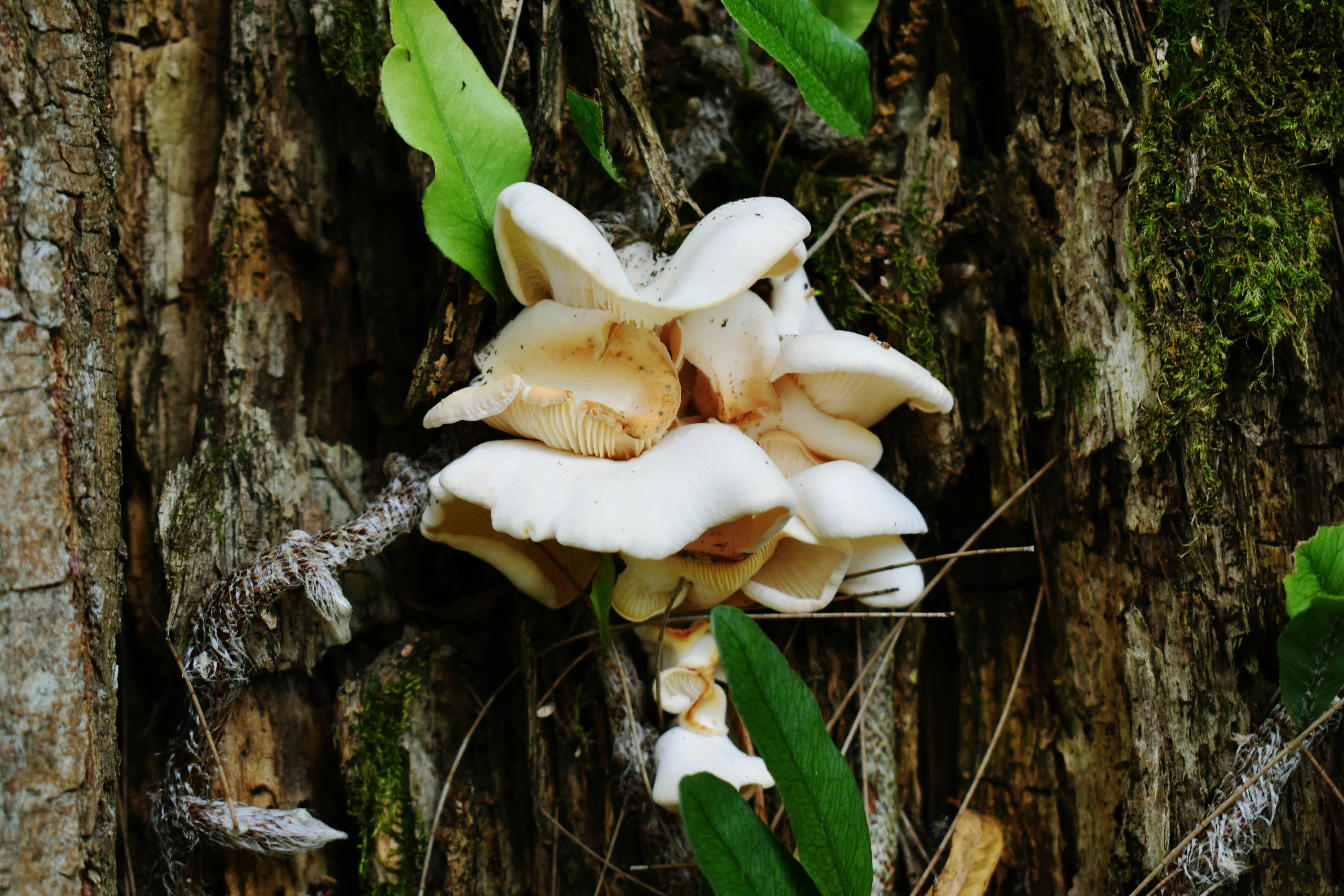 a group of mushrooms growing on the side of a tree