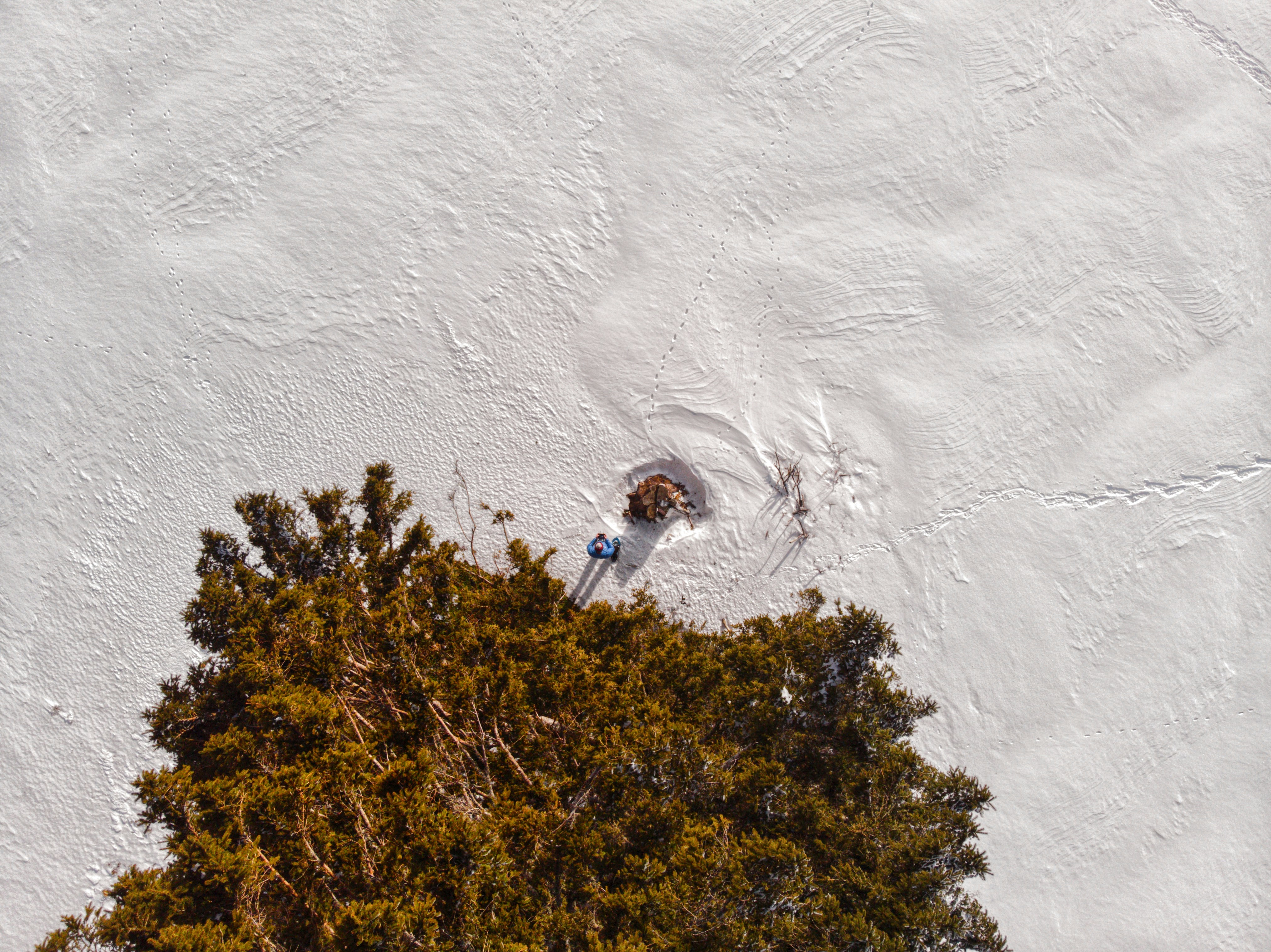 Tree in the snow