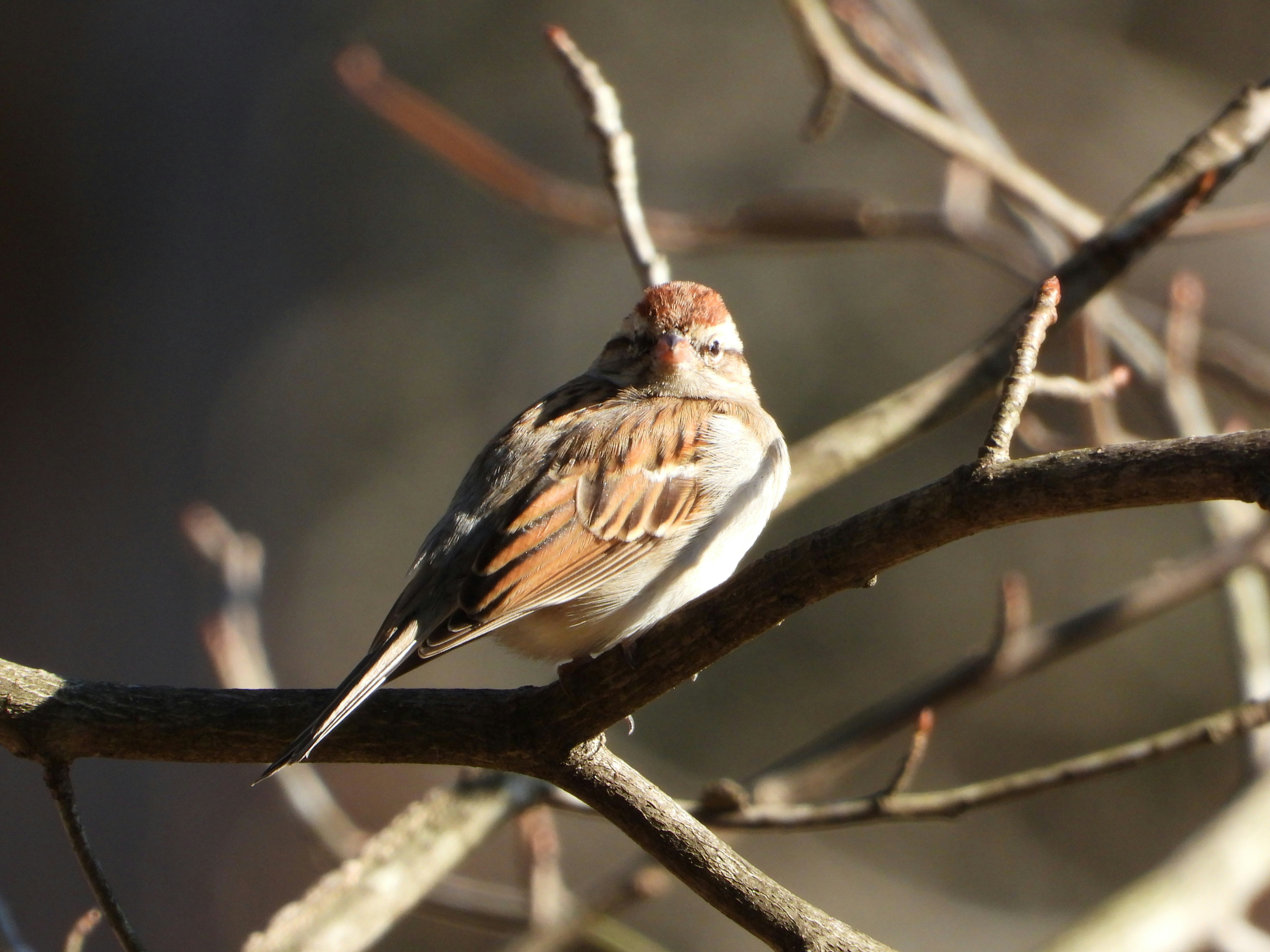 a bird sitting on a branch of a tree
