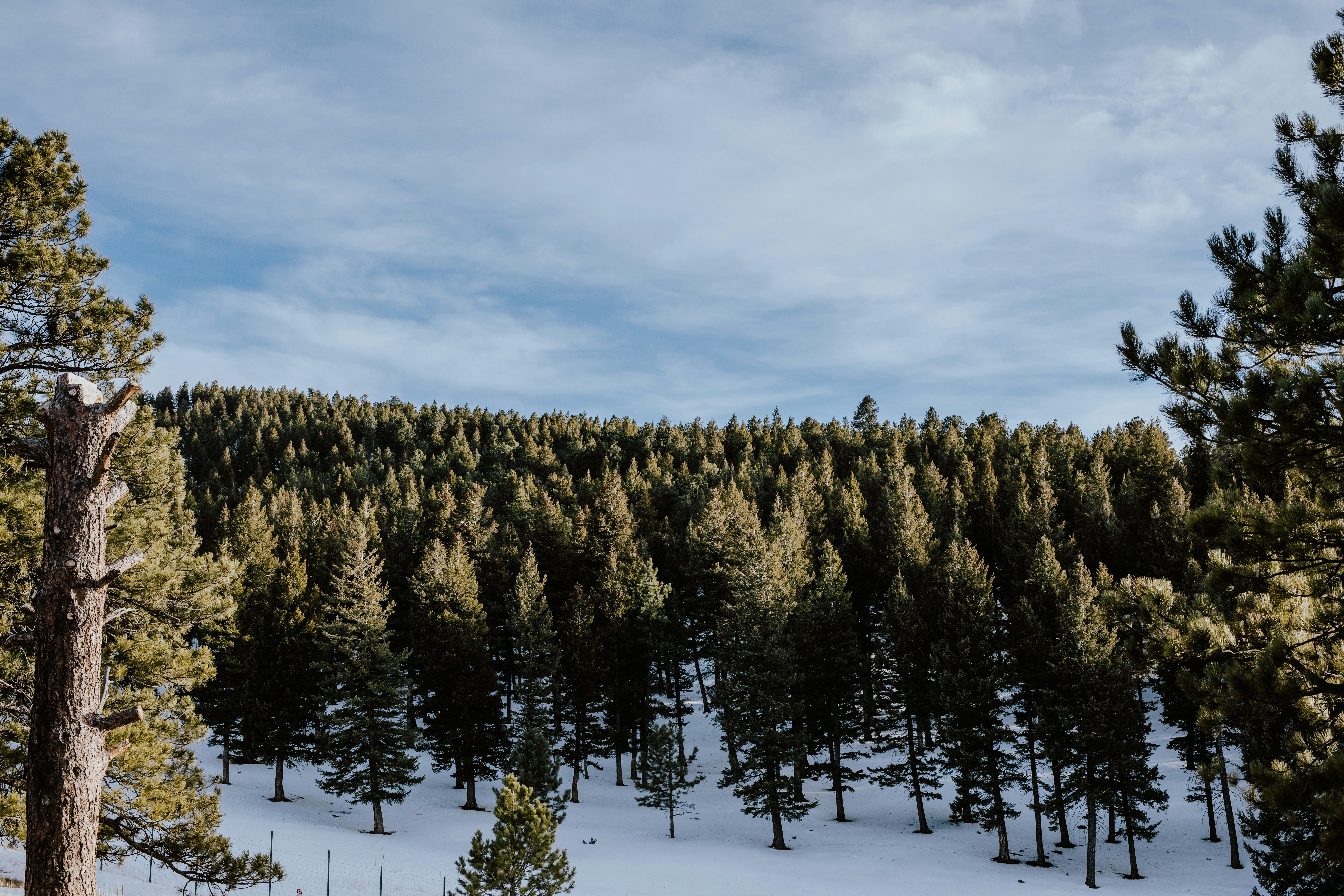 A forest filled with lots of tall pine trees photo – Free Snow mountain ...