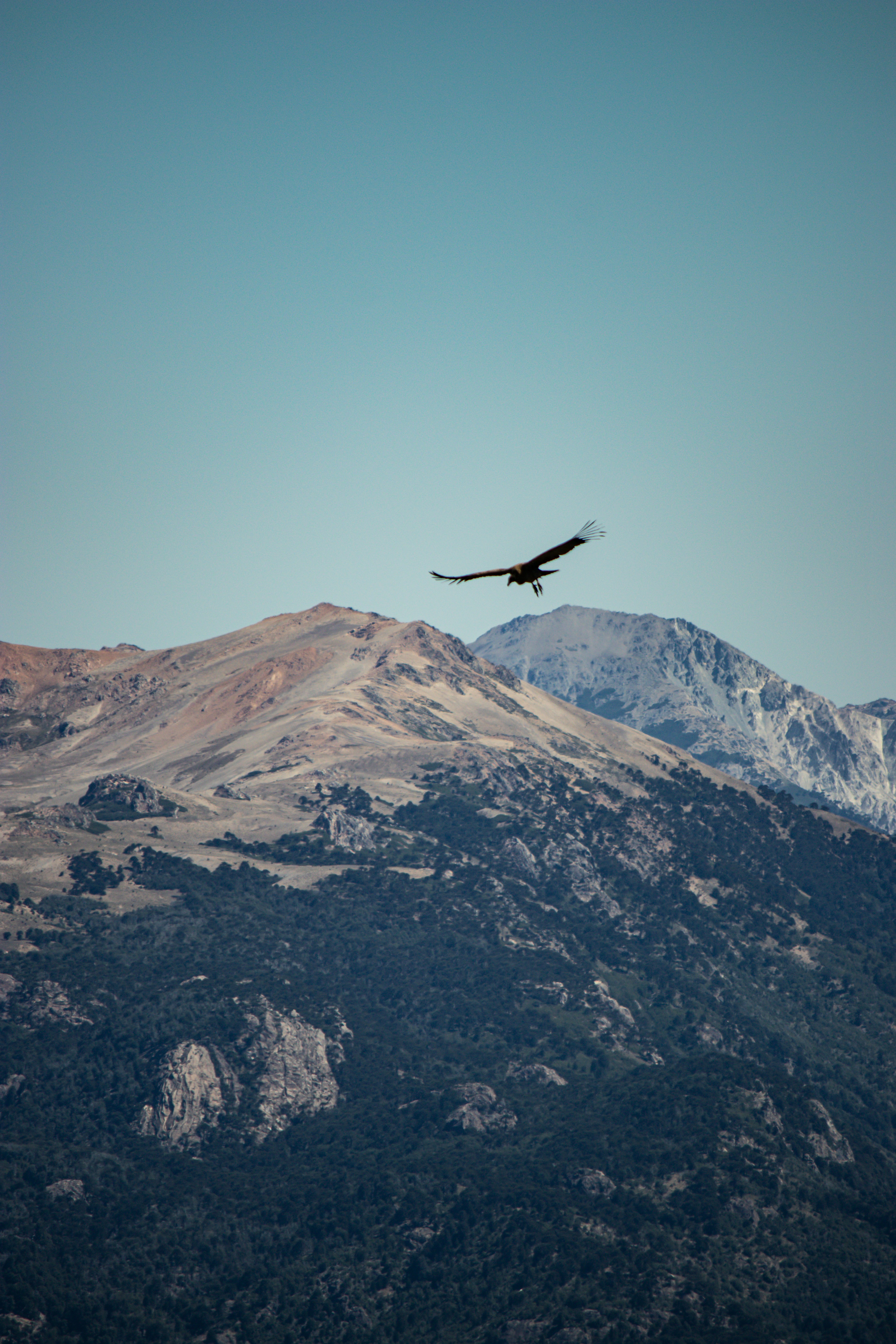 Un grand oiseau survolant une chaîne de montagnes photo – Photo Neuquén ...