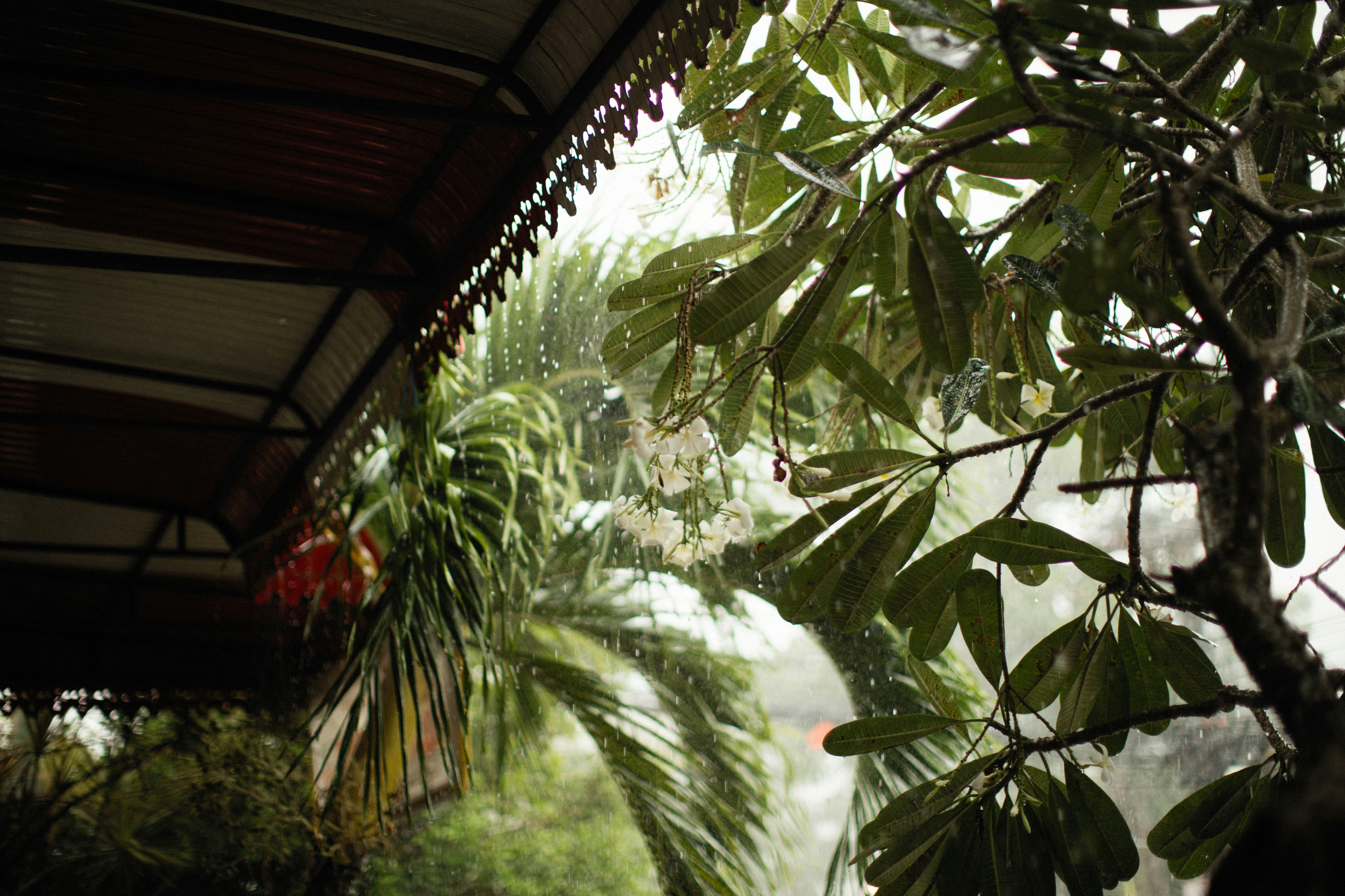 A view of a tropical forest through a window photo – Free Plant Image ...