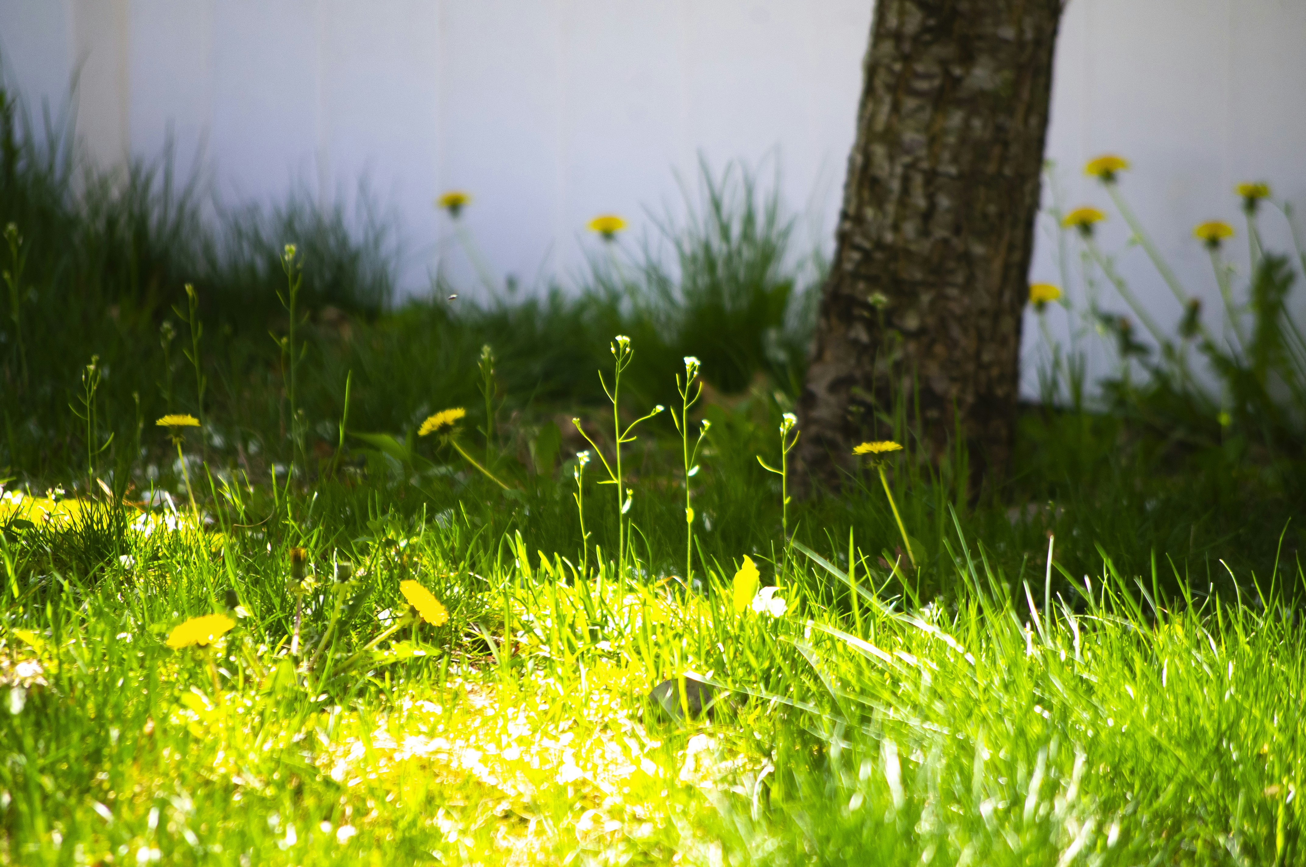 Sunlit grass dotted with dandelions stretches beside a sturdy tree against a pale wall.