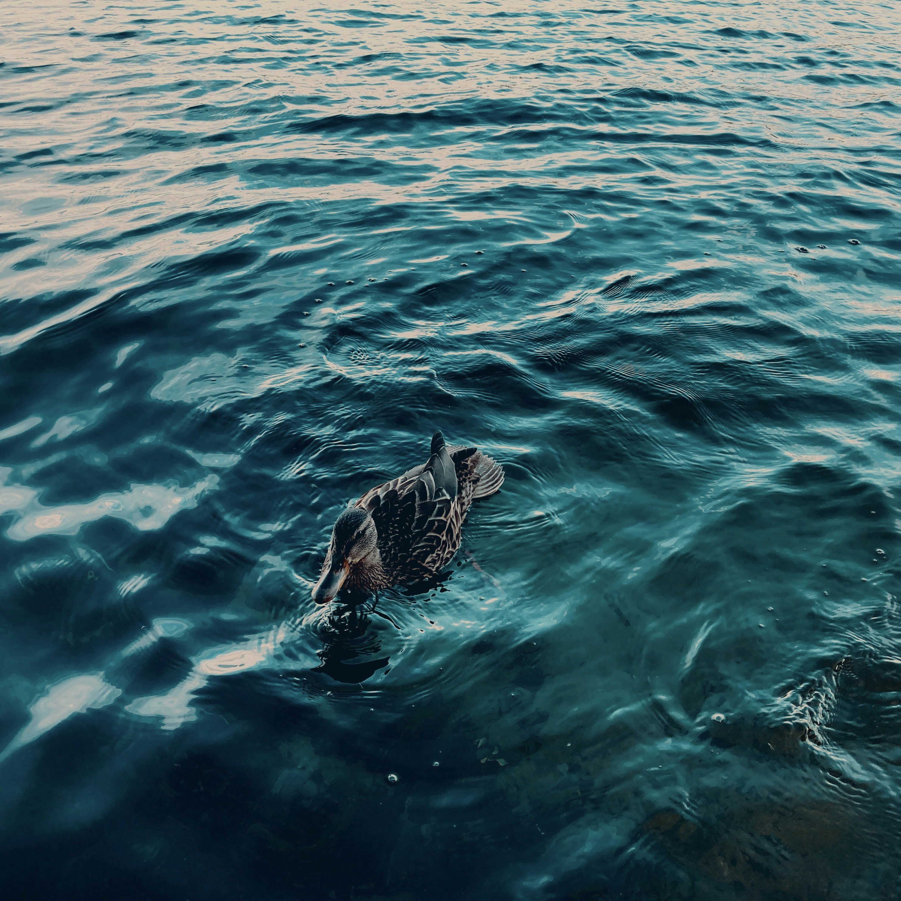 Whale of a Wake: A Sea Turtle Traces a Turquoise Trail