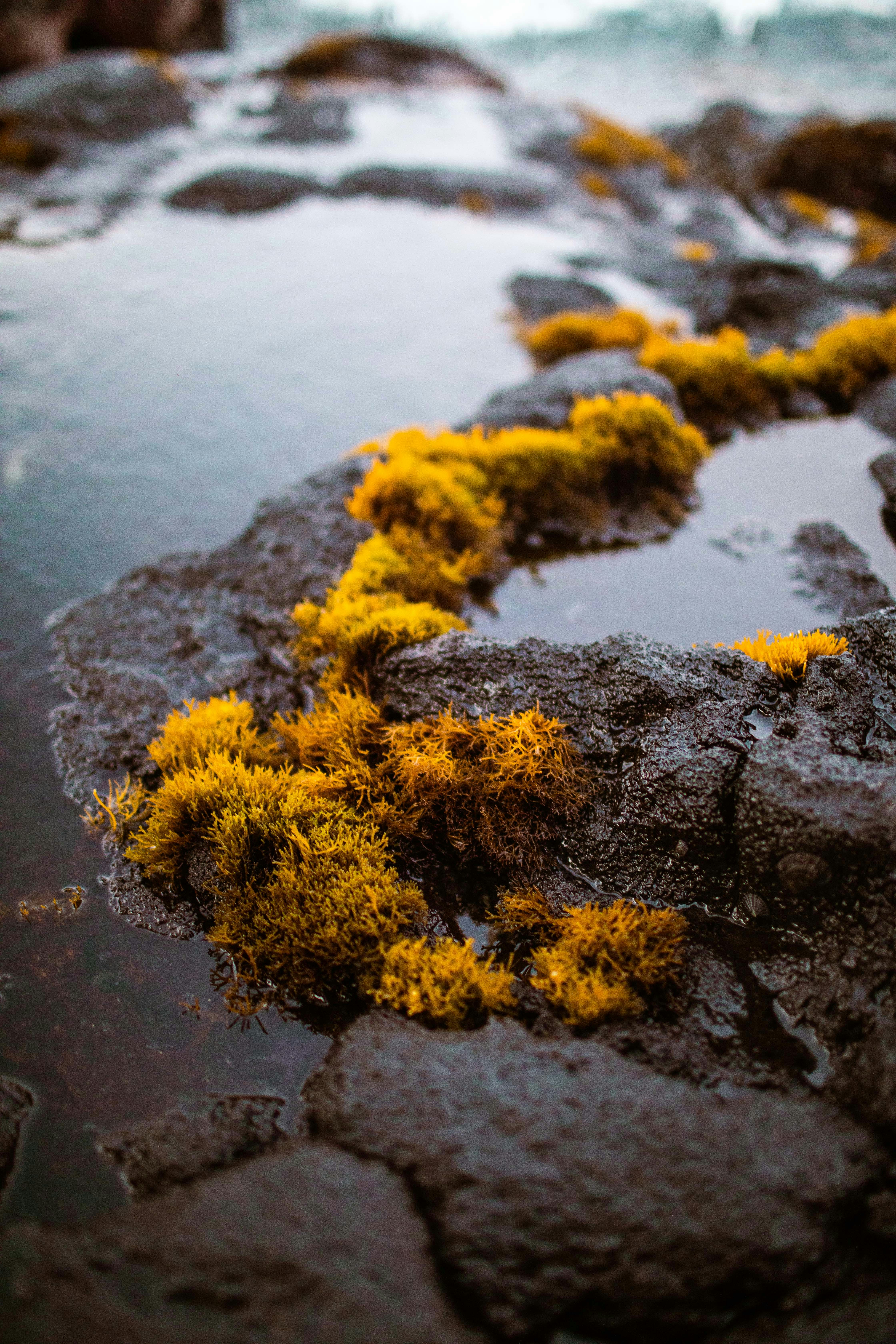 Yellow moss growing on the rocks in the water photo – Free Hawaii Image ...