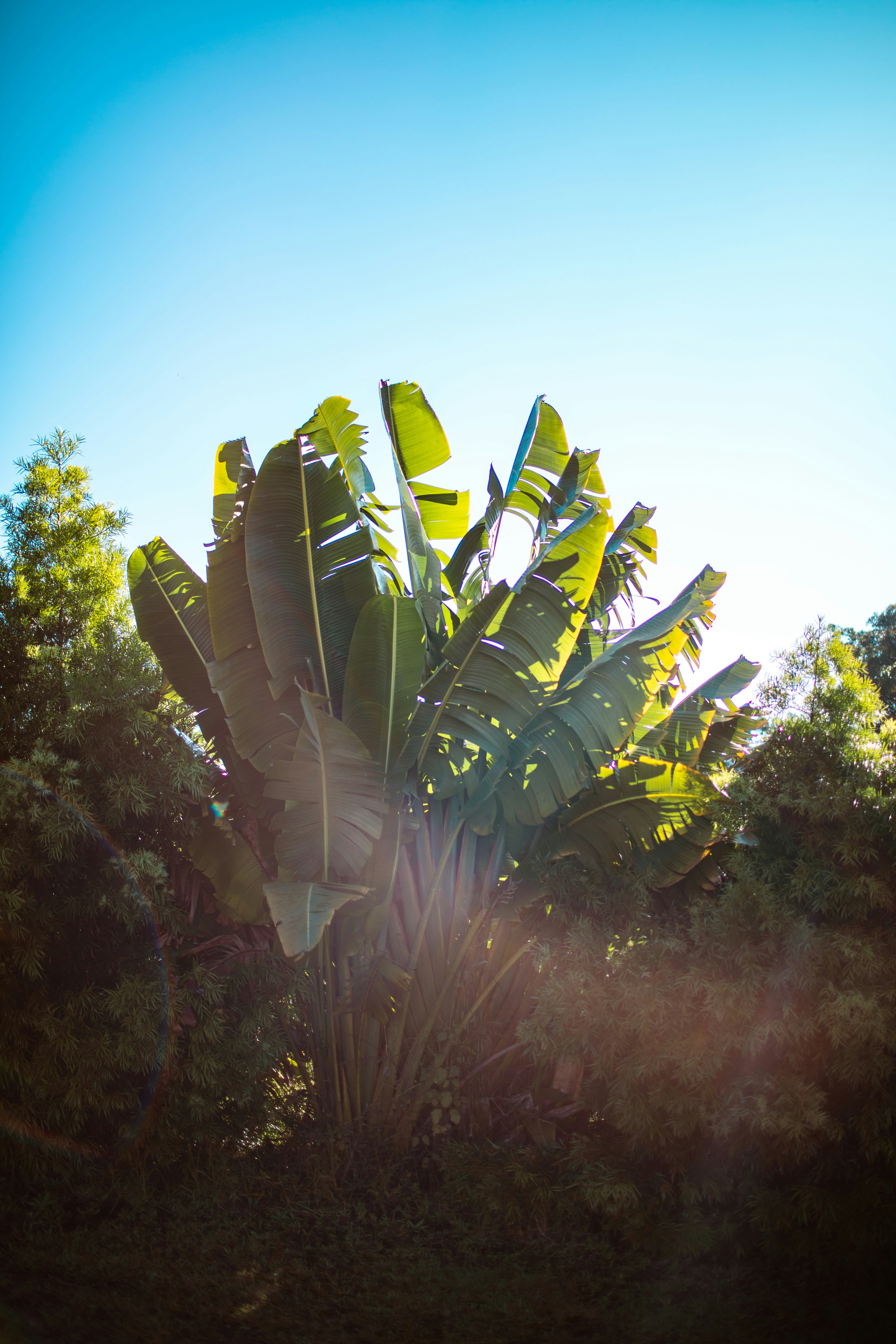 Foto Un gran árbol de plátano en medio de un bosque – Imagen Tropical ...