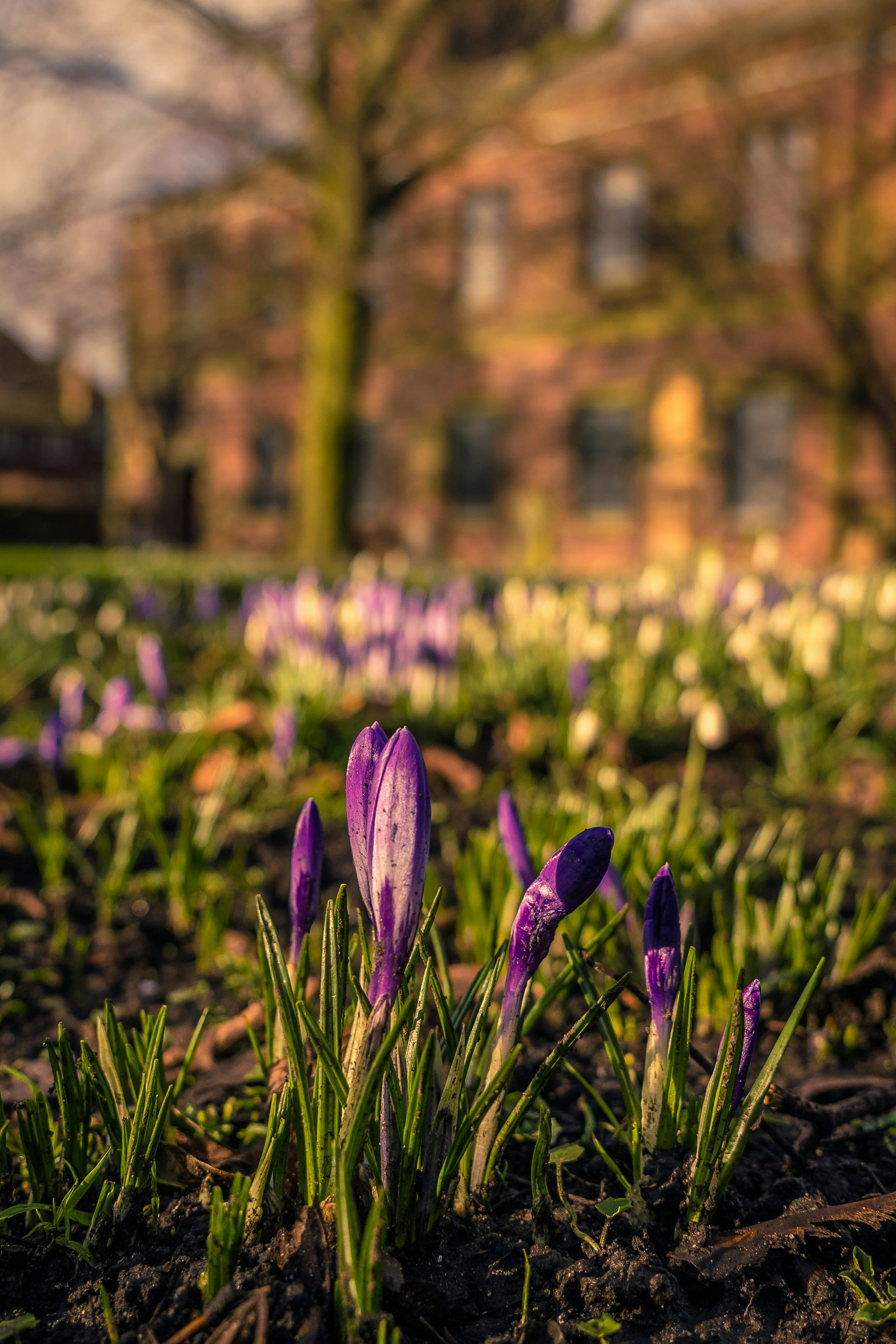 Purple Crocus Rising in a Quiet Spring Bed