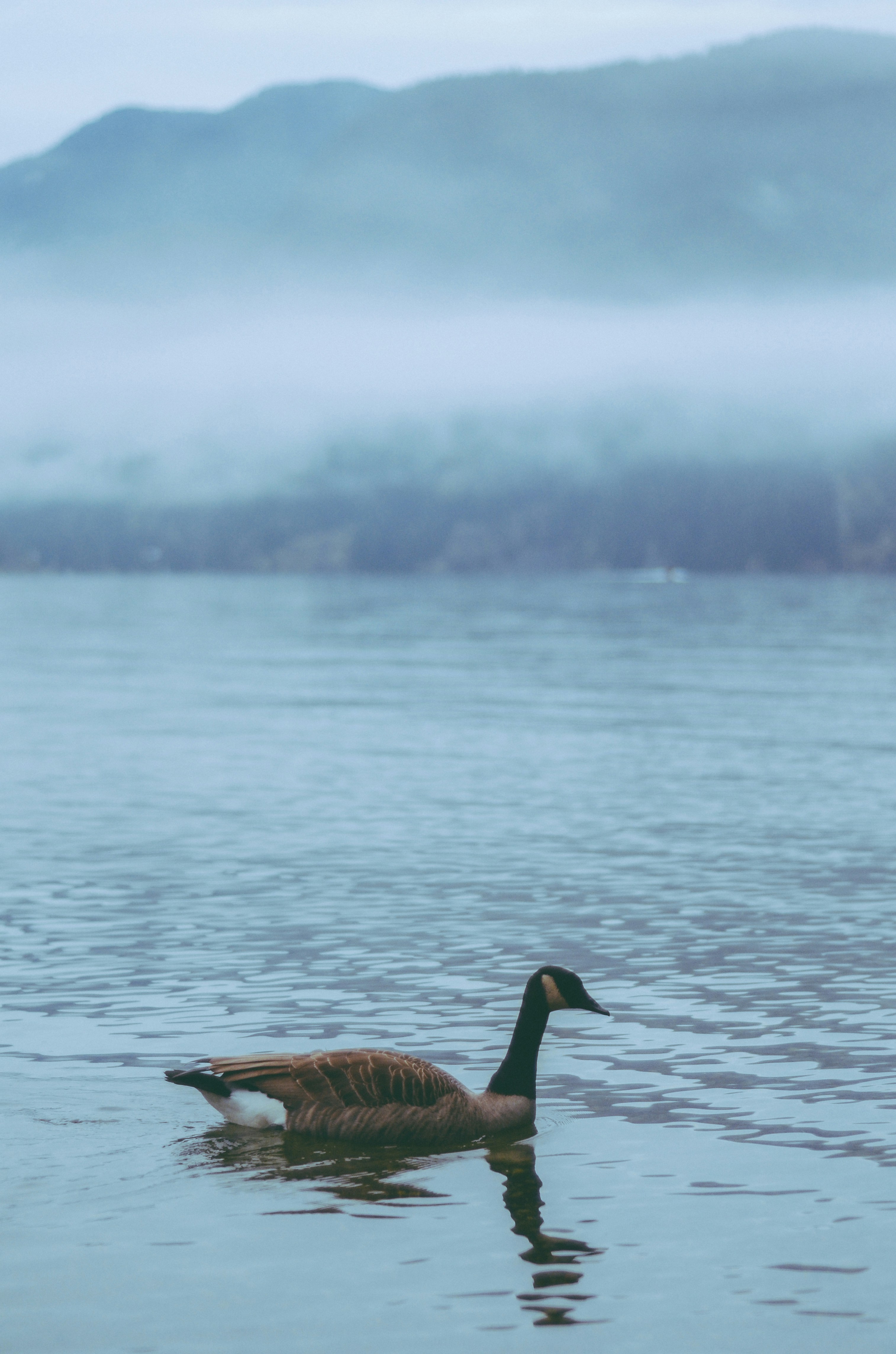 a duck floating on top of a body of water