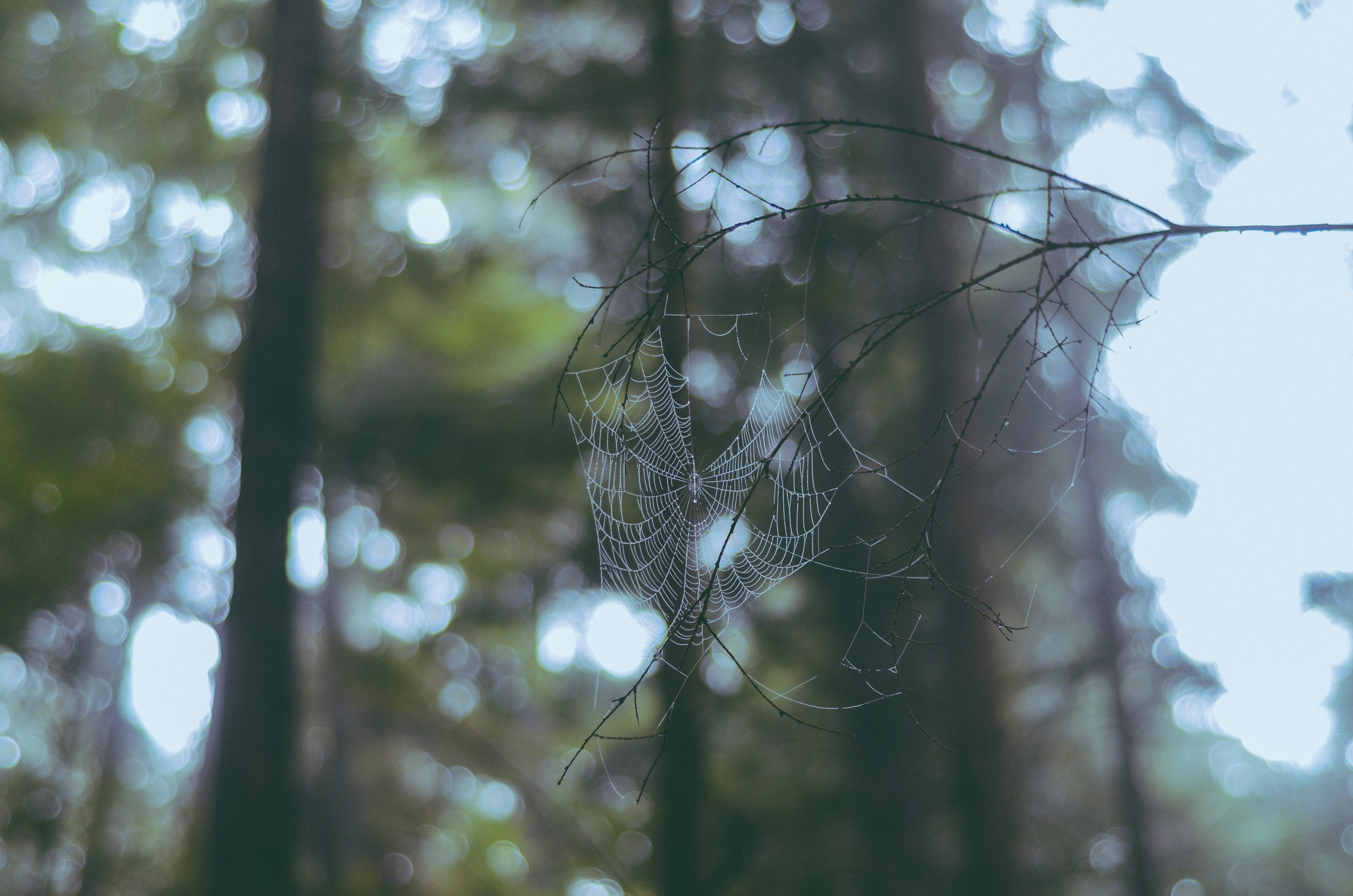 A spider web hanging from a tree branch photo – Free Canada Image on ...