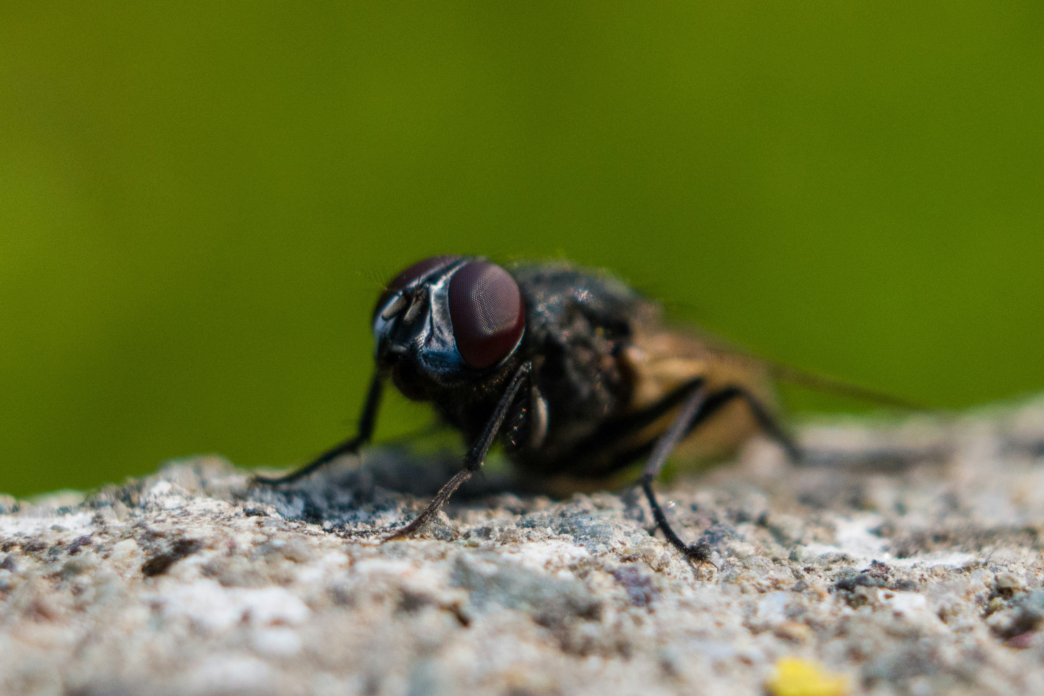 A close up of a fly on a rock photo – Free Macro nature Image on Unsplash