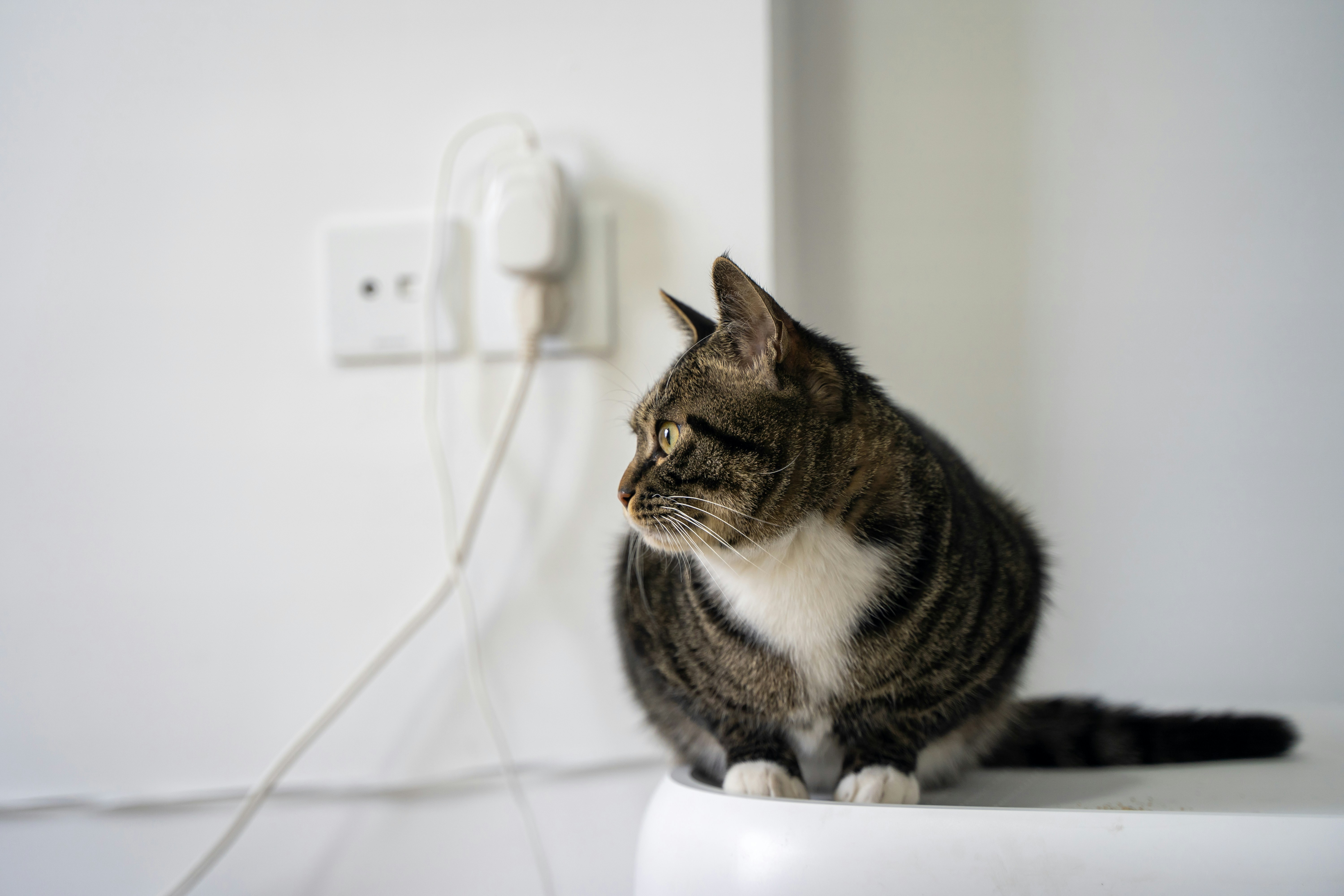Curious Cat on a Quiet Shelf by the Wall Socket