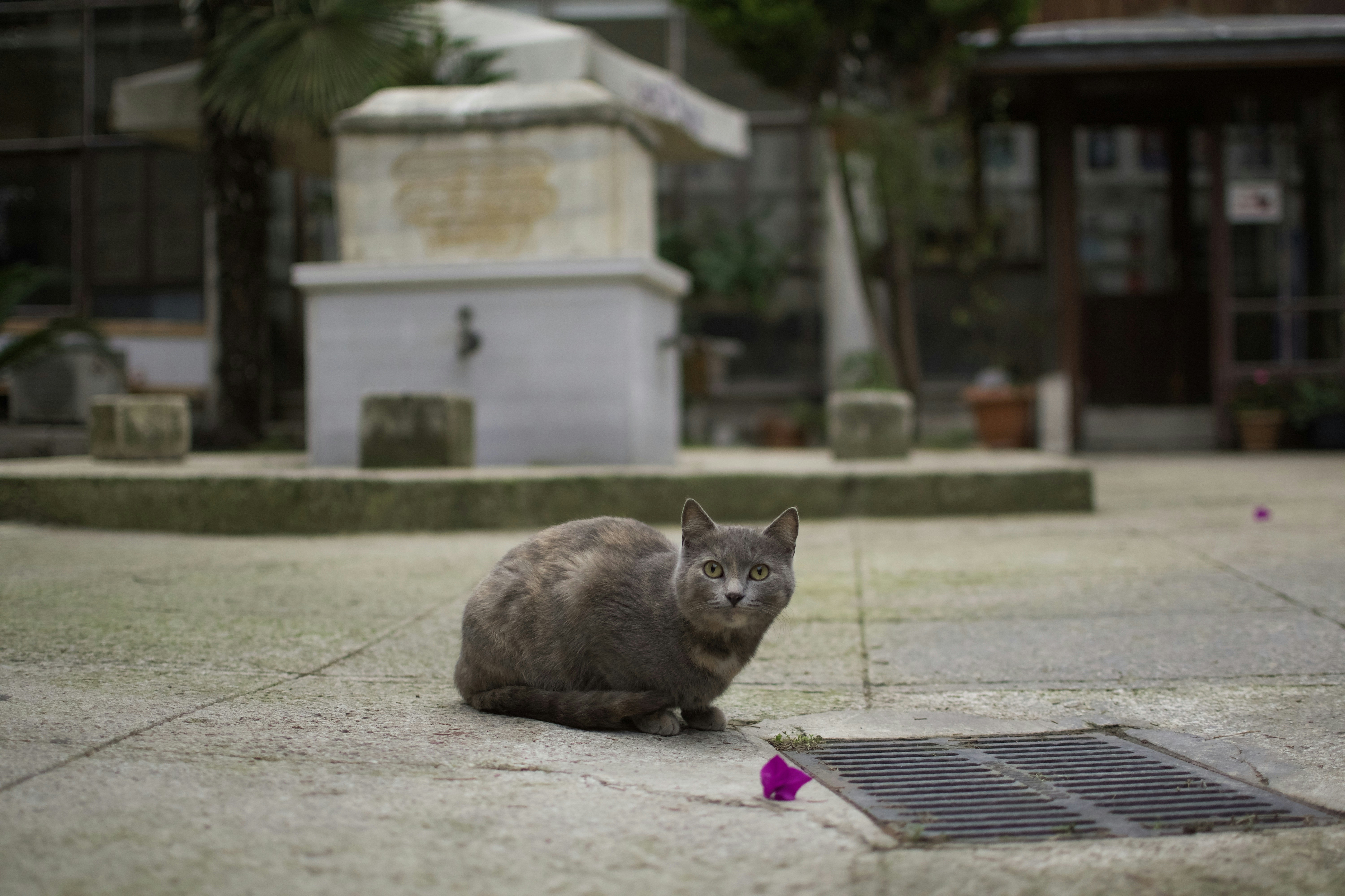 Watchful Grey Cat in a Quiet Courtyard