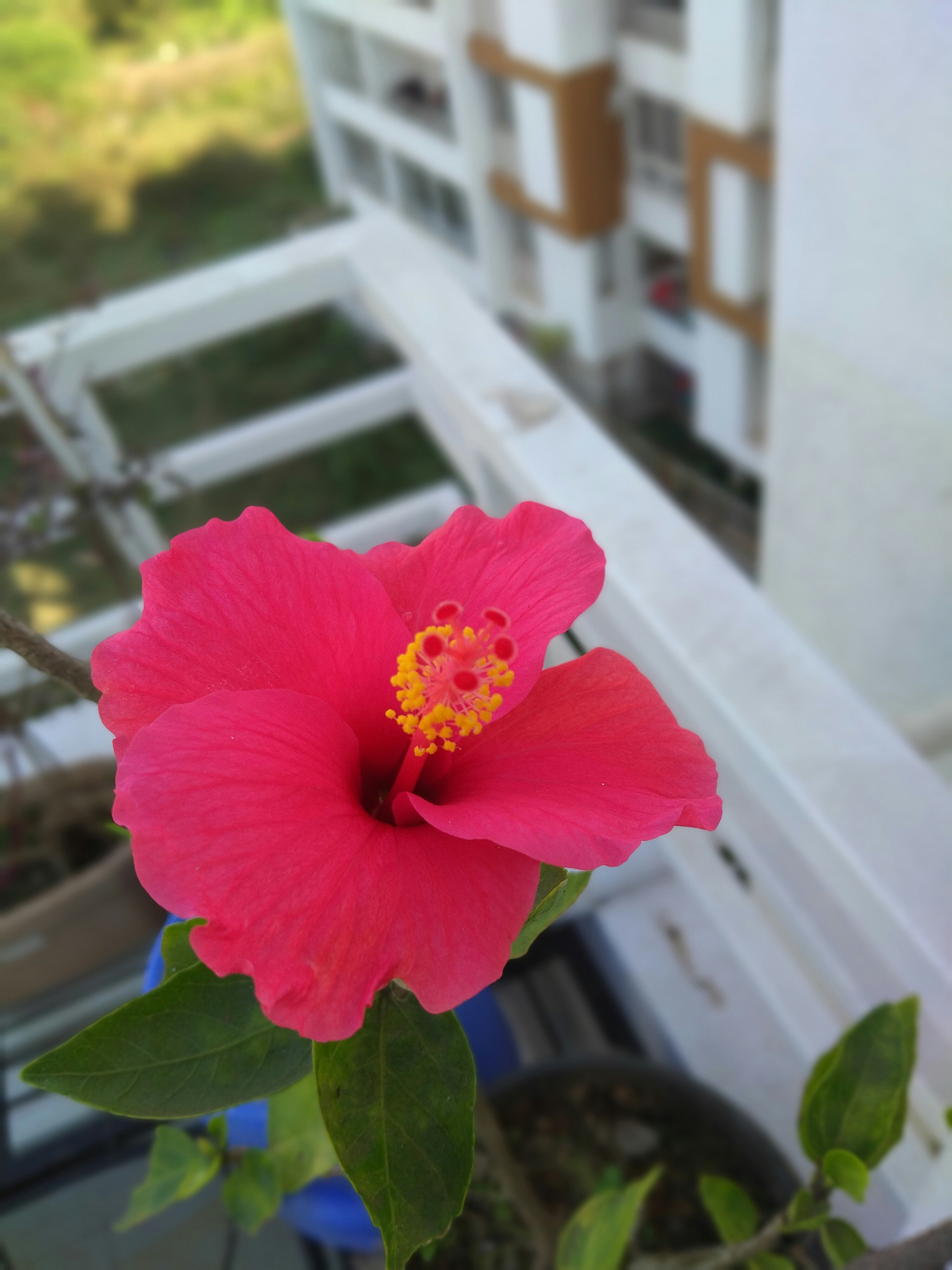 Crimson Hibiscus Framed by a Quiet Balcony