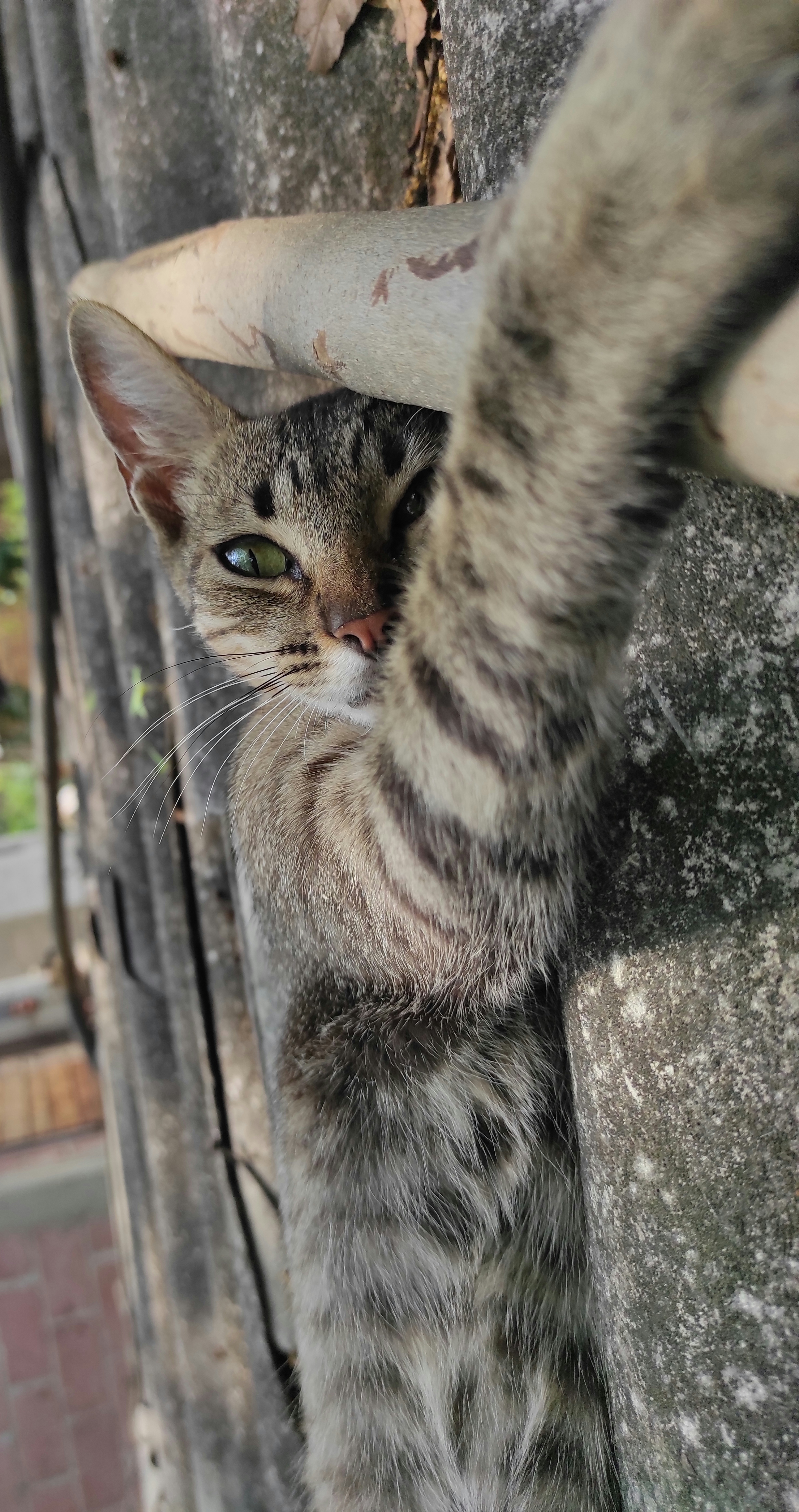 a cat standing on top of a cement wall