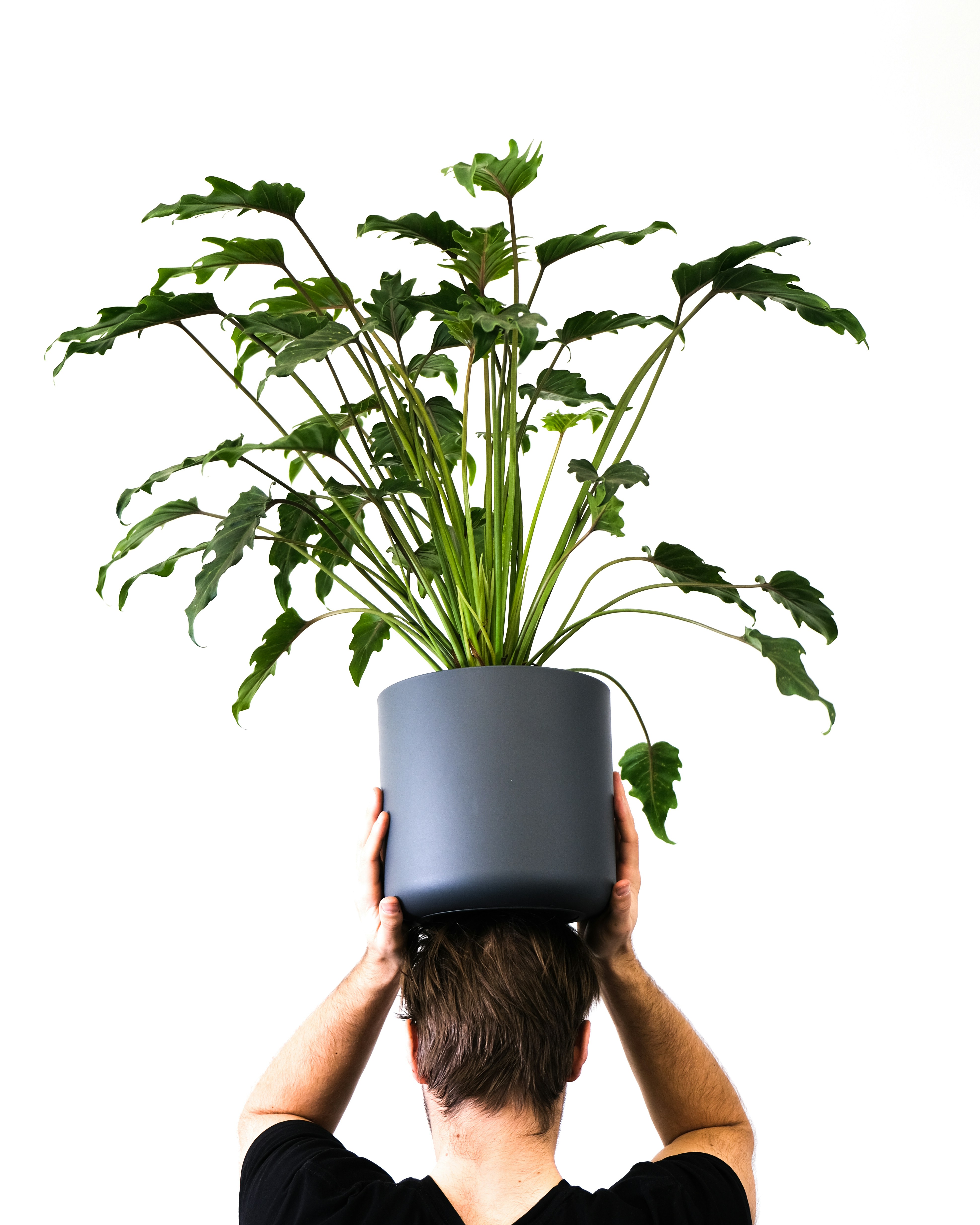 Man holding a philodendron xanadu above his head