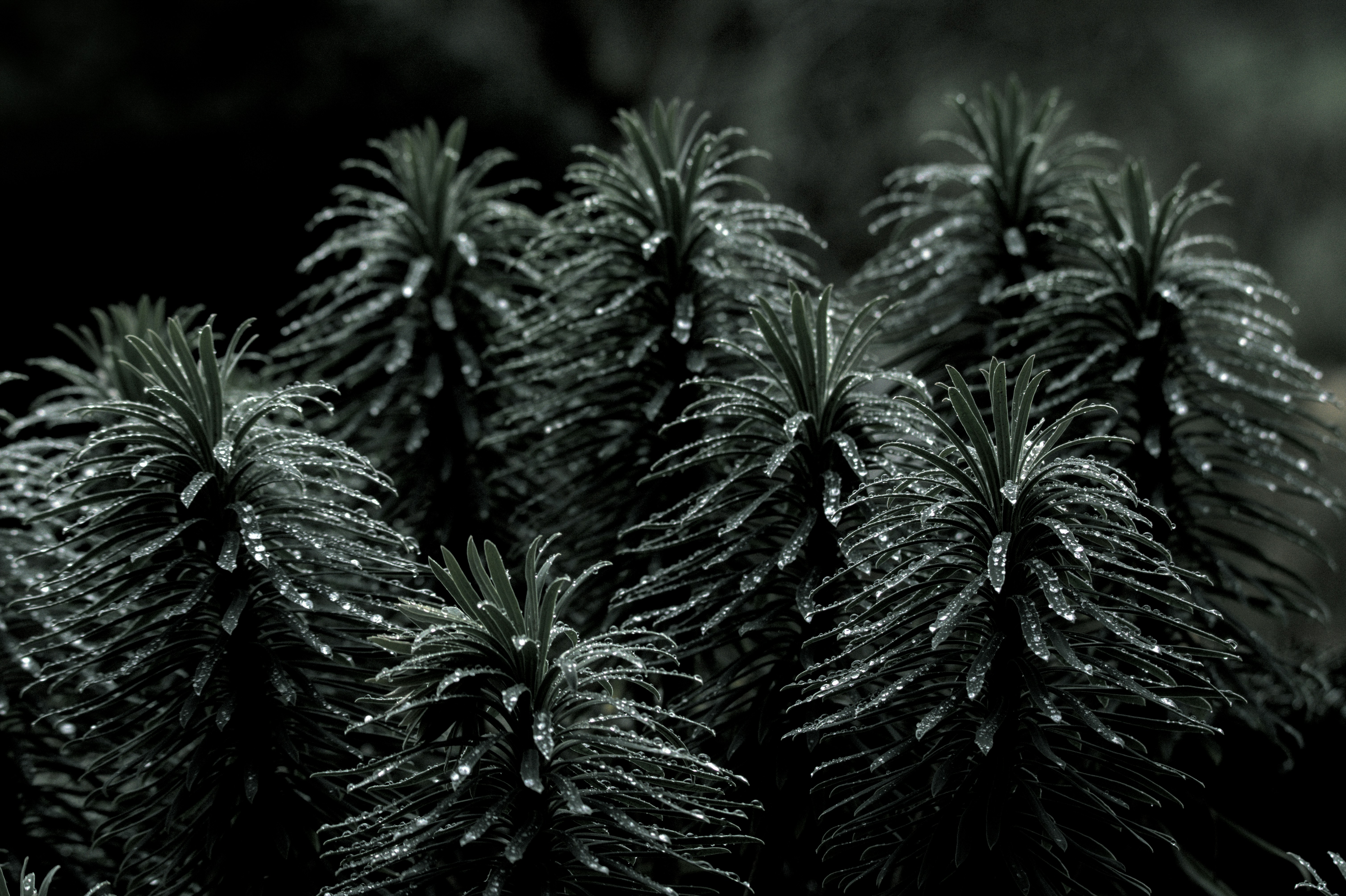 a group of pine trees covered in snow