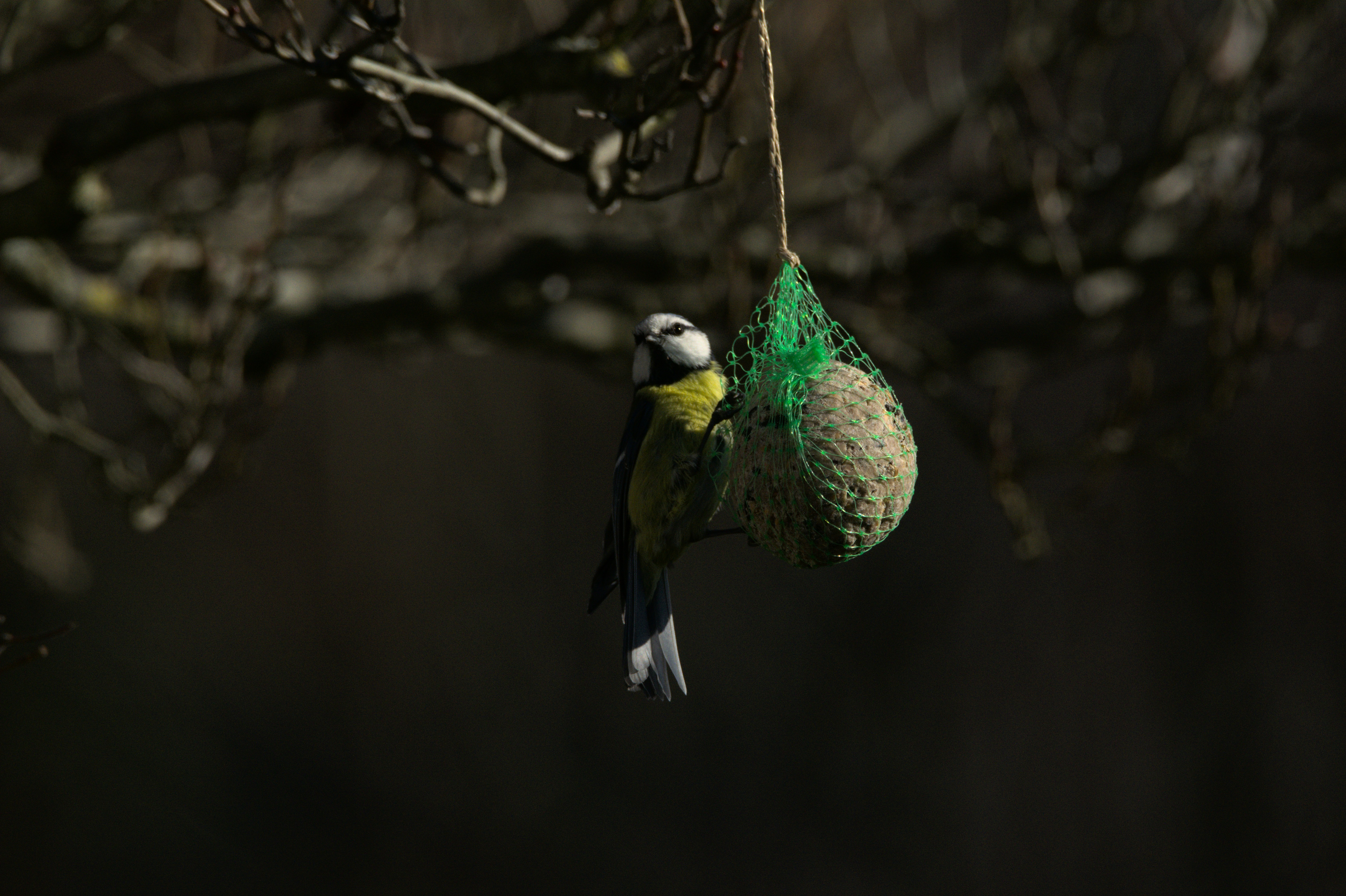 Hanging Feathery Snack: A Yellow-vented Bird at Dusk