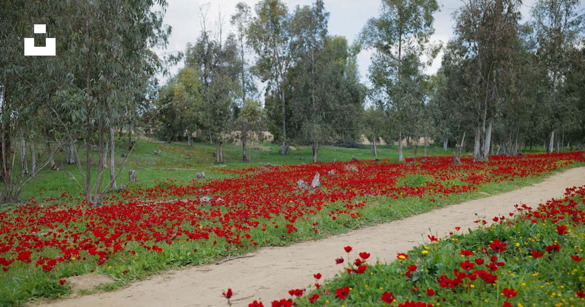 Un champ plein de fleurs rouges à côté d’un chemin de terre photo ... Un champ plein de fleurs rouges à côté d’un chemin de terre photo ...