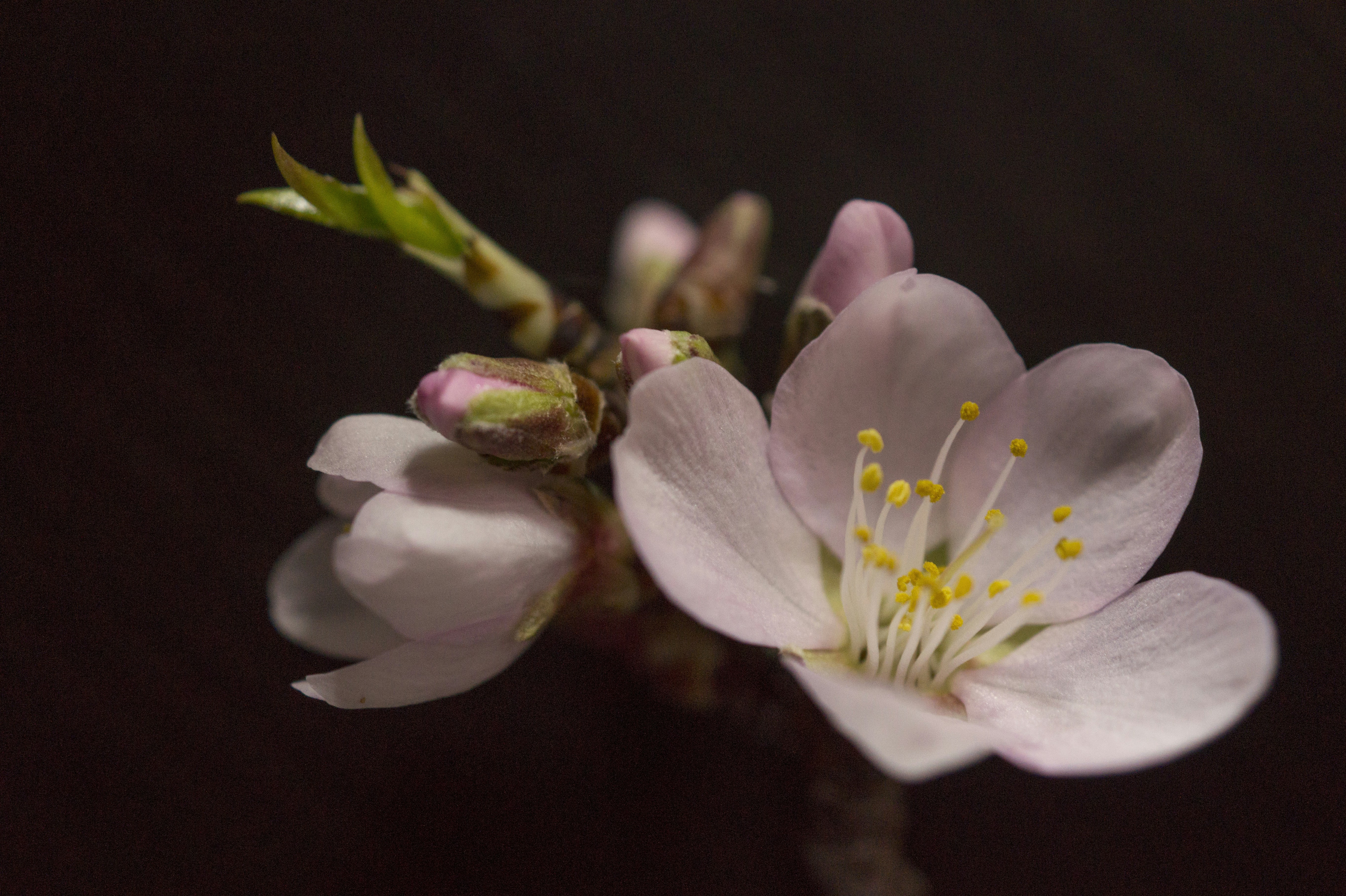 Delicate cherry blossom flower with soft pink petals and vibrant yellow stamens, surrounded by budding blooms on a dark background.