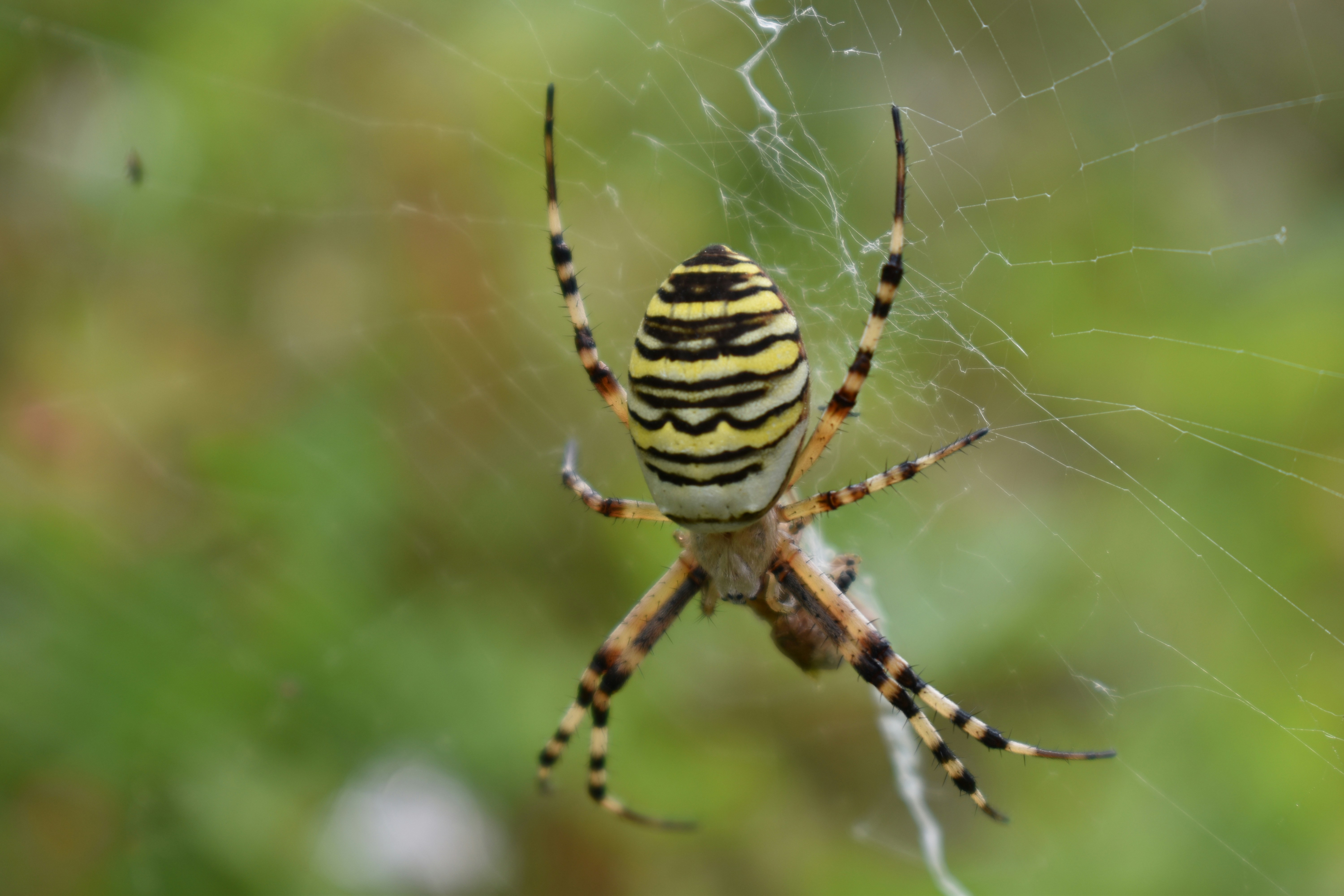 A vividly patterned orb-weaver spider suspended in its web, showcasing the delicate intricacies of nature's design.