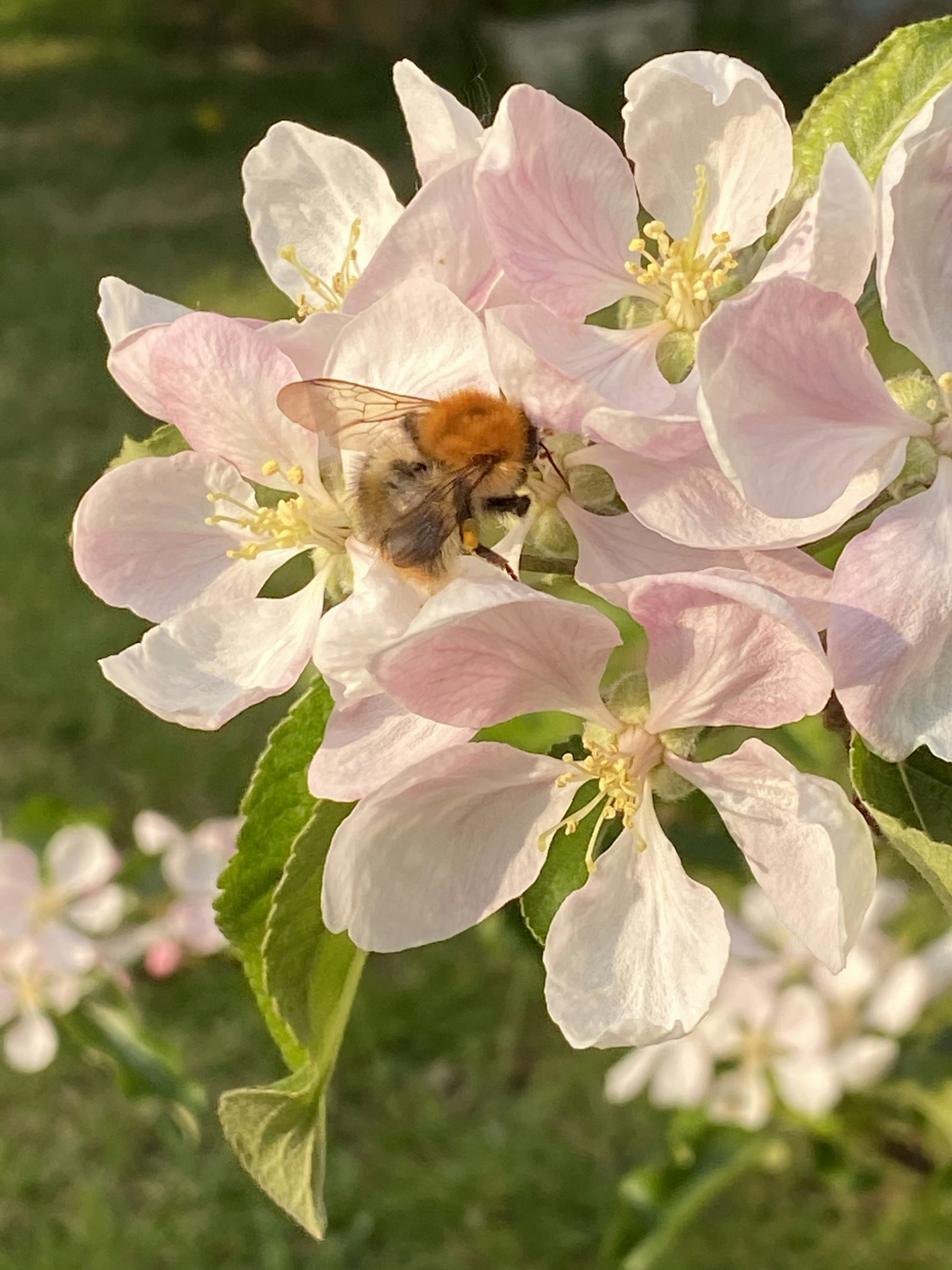 Close-up of honey bee on a flower