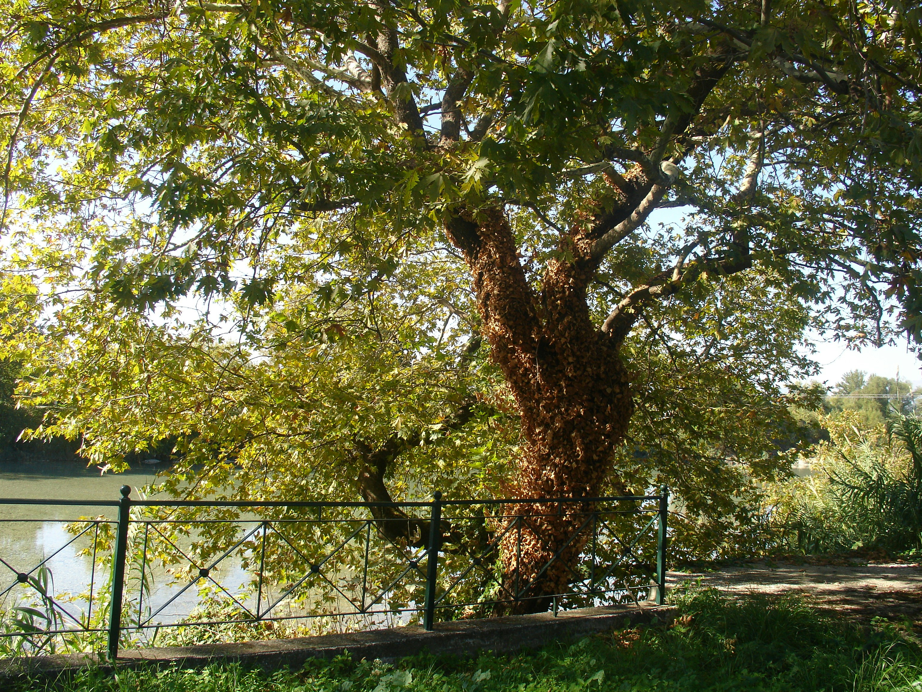 A majestic tree with textured bark stands beside a tranquil river, surrounded by lush greenery and dappled sunlight.