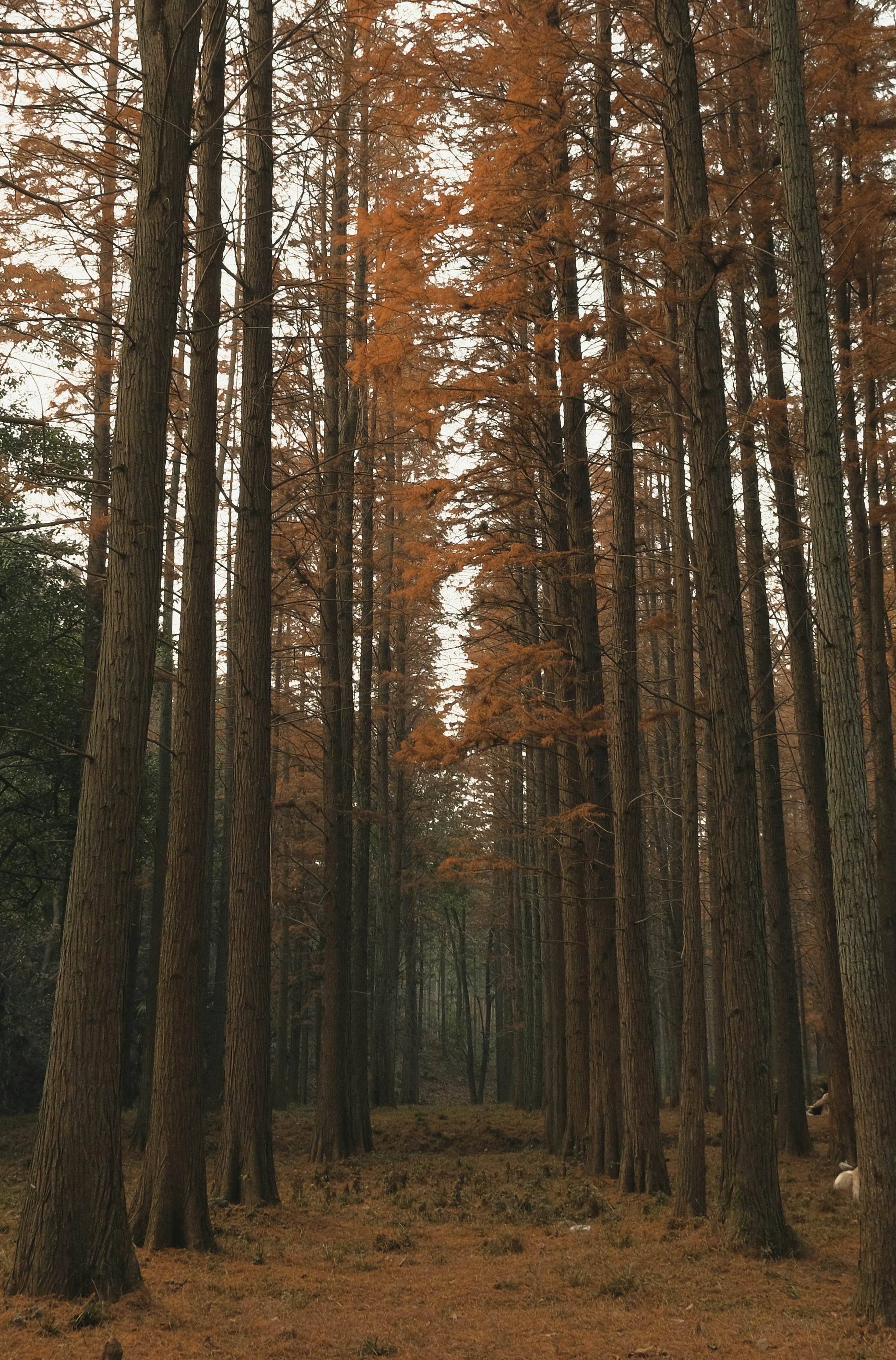 A forest filled with lots of tall trees photo – Free Tree Image on Unsplash