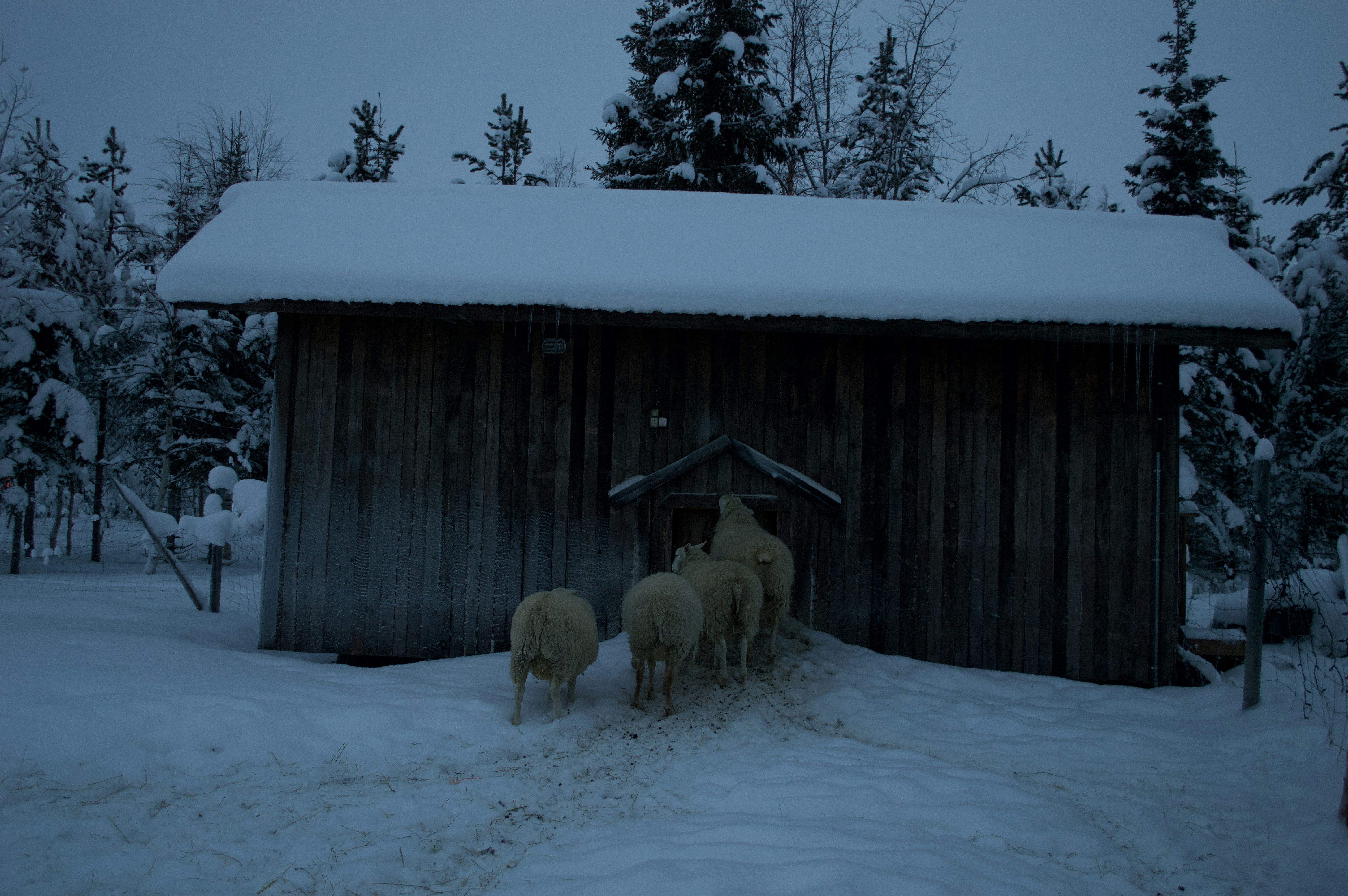 A group of sheep standing in front of a shed photo – Free Levi Image on ...