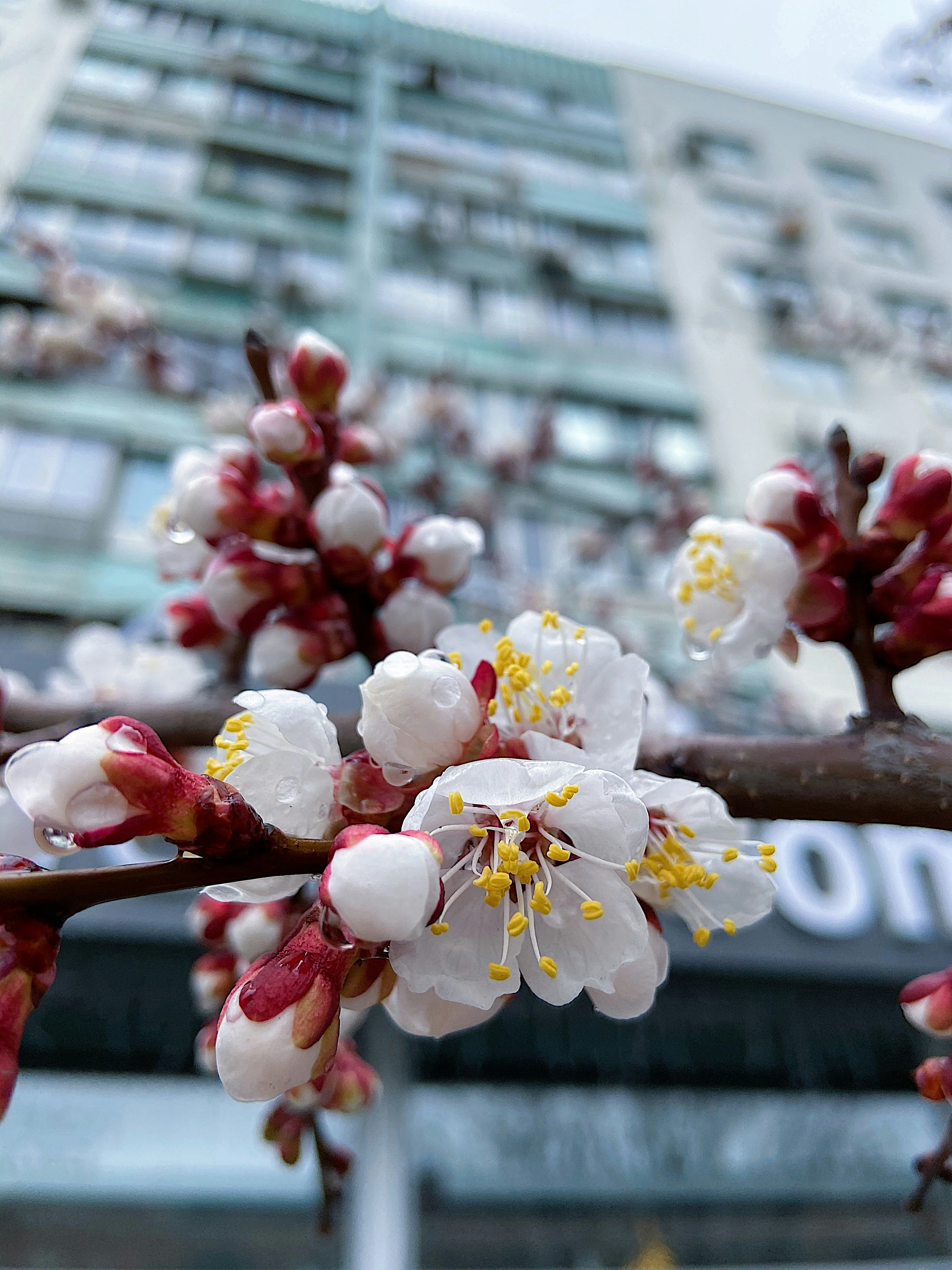 Urban Bloom on Concrete: White blossoms in sharp focus with a blurred cityscape