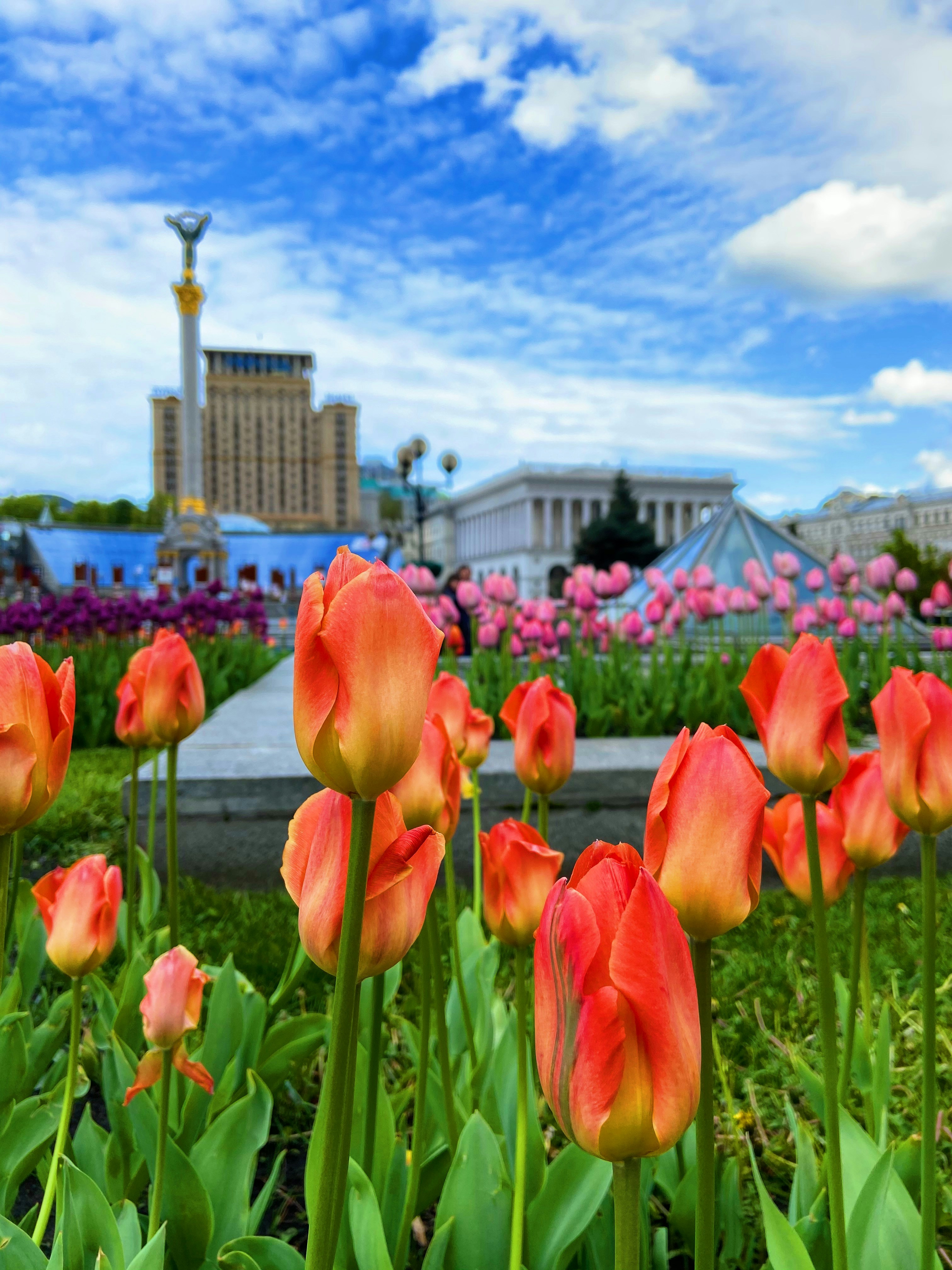 Tulips in Focus: Orange Blooms Framing a City Square