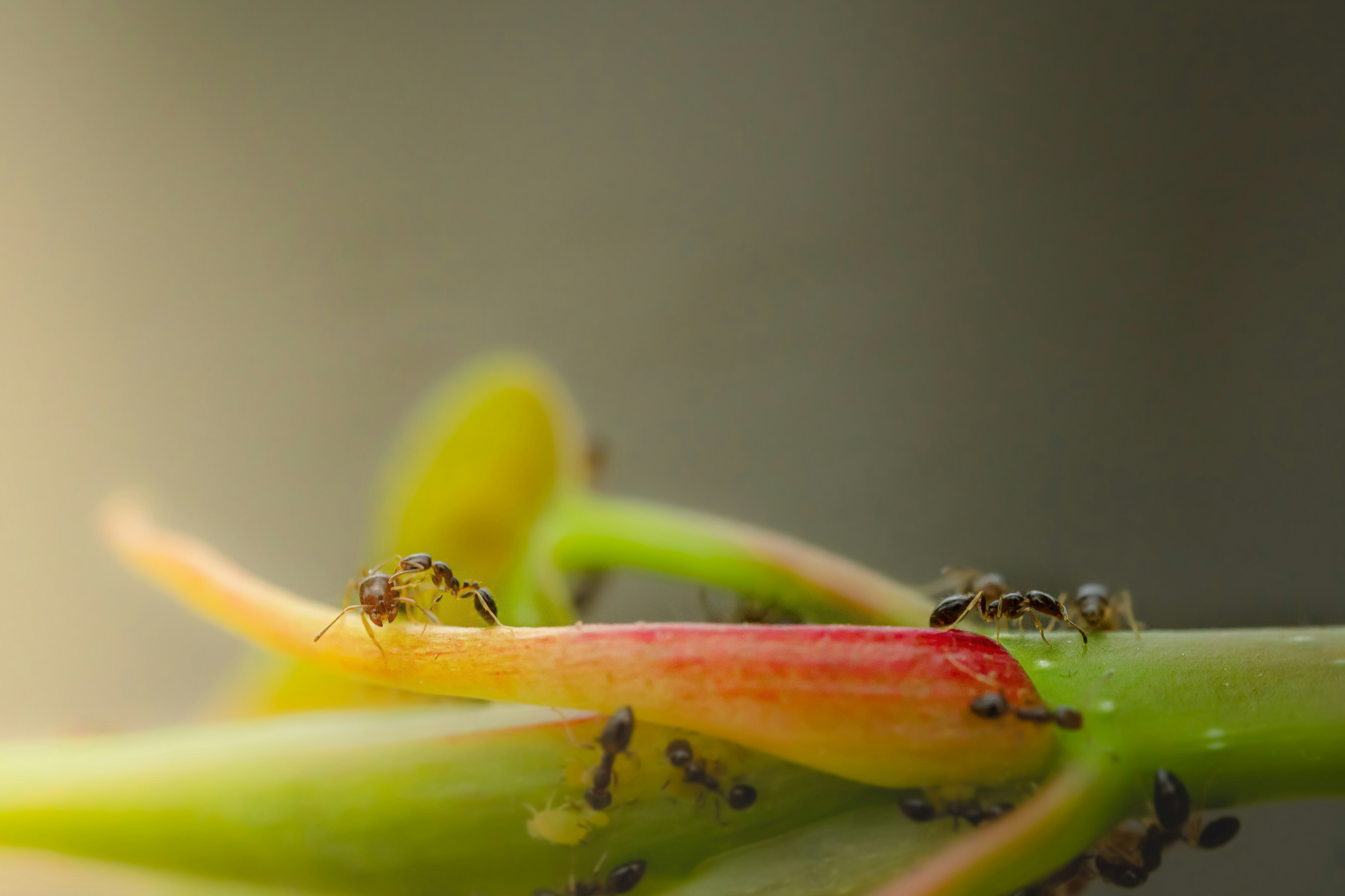 a close up of a plant with ants on it