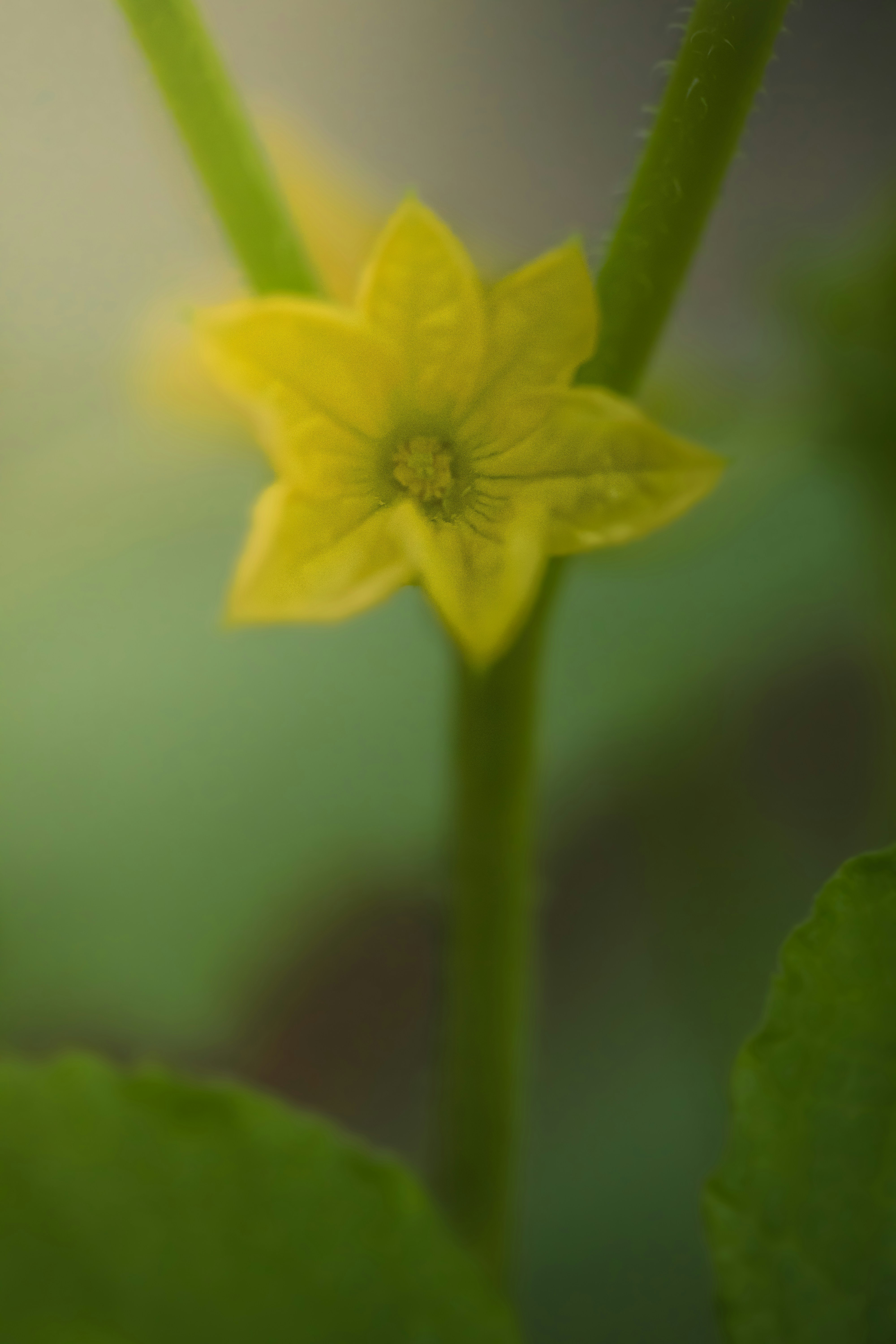 Sunlit Yellow Cucumber Flower Nestled Between Velvet Green Stems