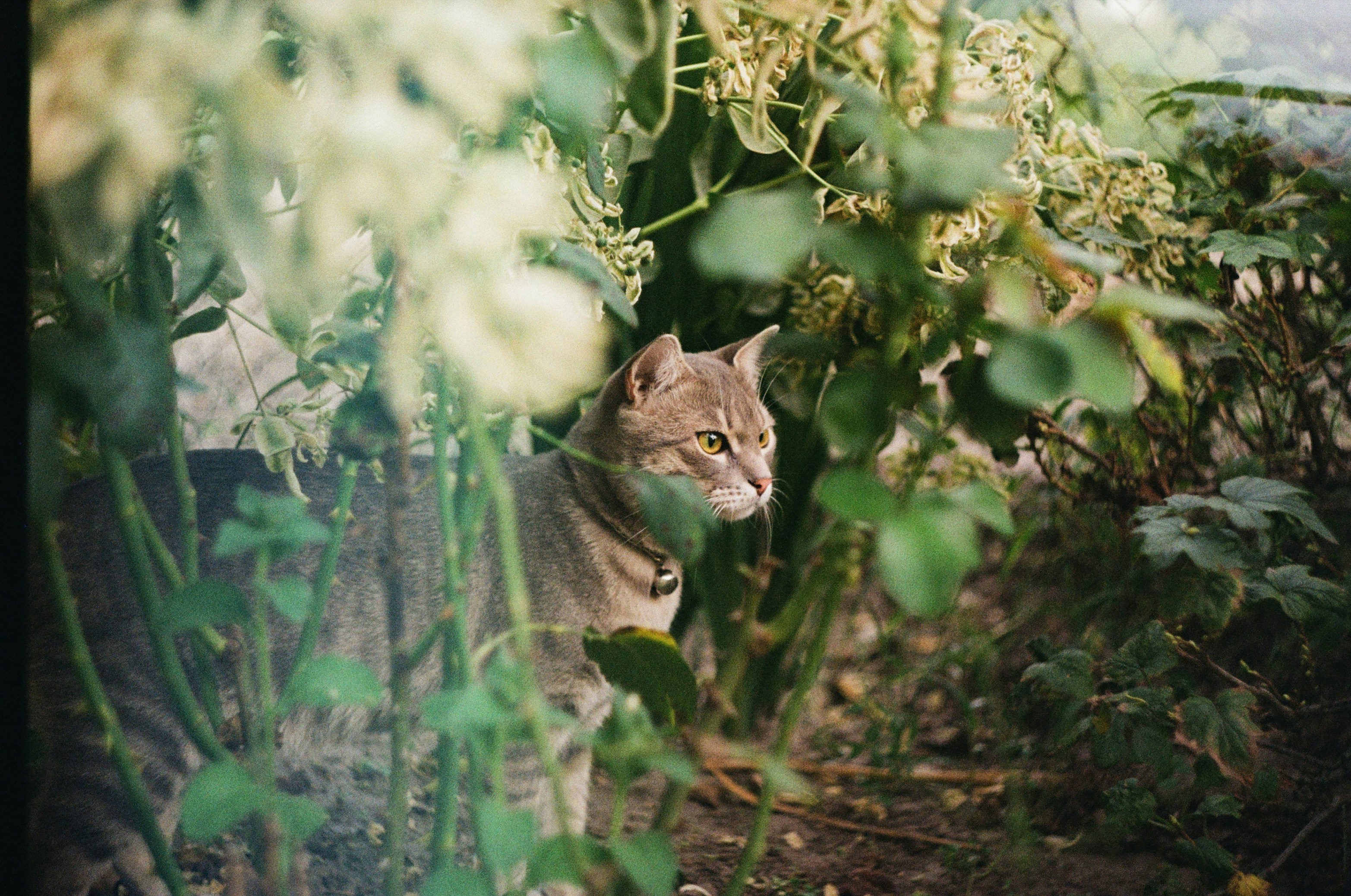 Un gato parado en medio de un arbusto foto – Imagen de Película de 35 ...