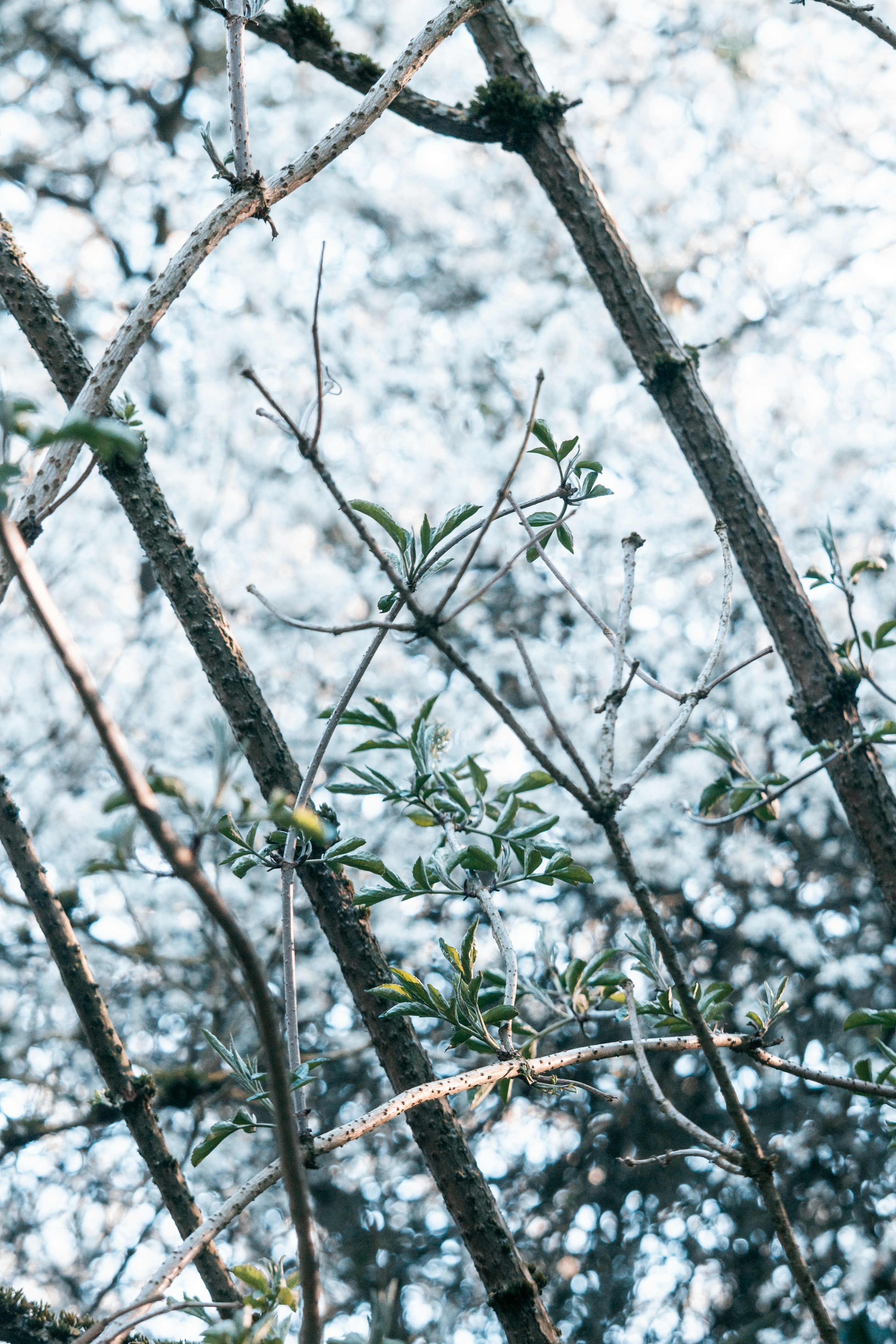 Foto Un ramo de ramas con hojas pequeñas en ellas – Imagen Al aire ...