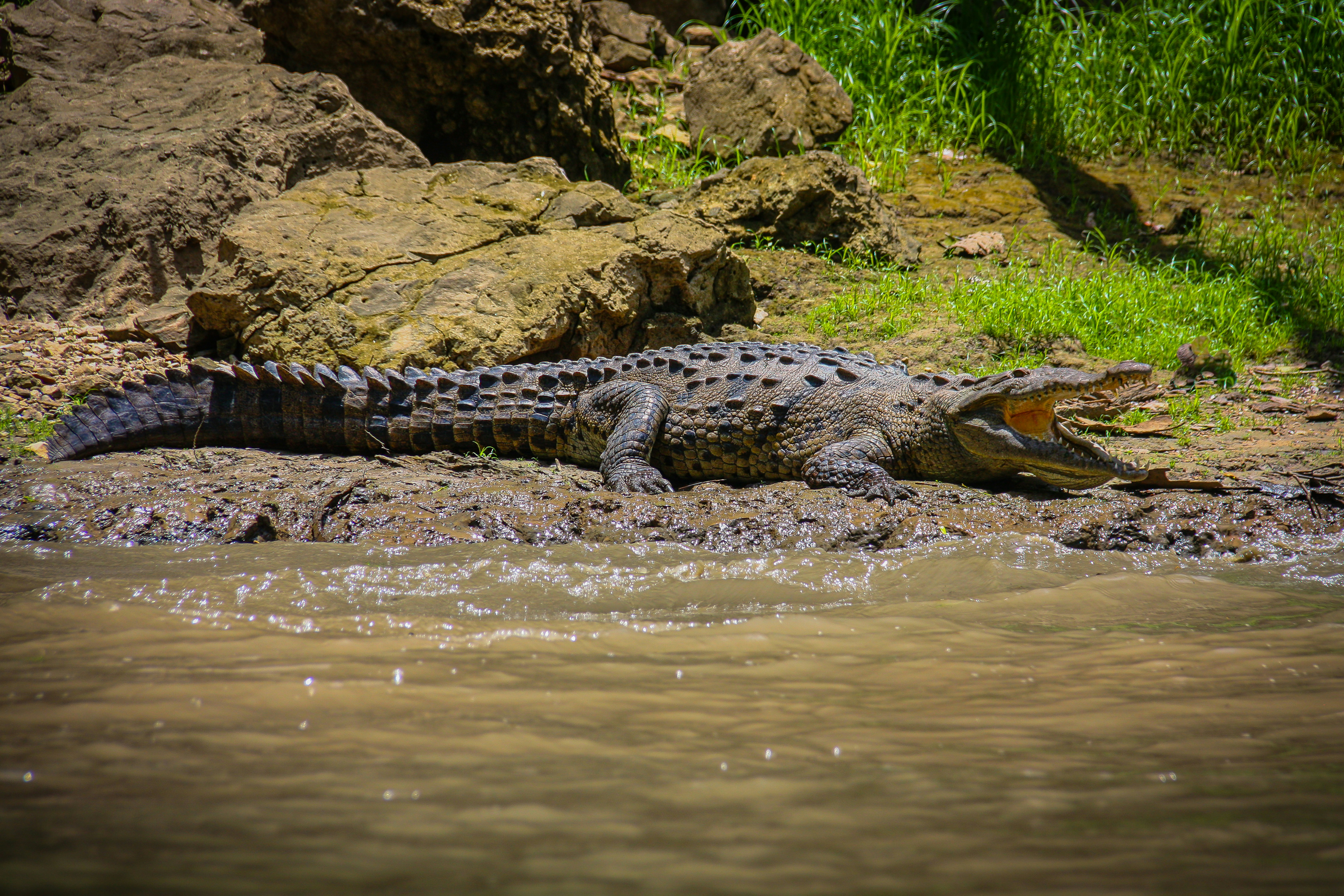 Foto Un gran caimán tendido en el suelo junto a un cuerpo de agua ...