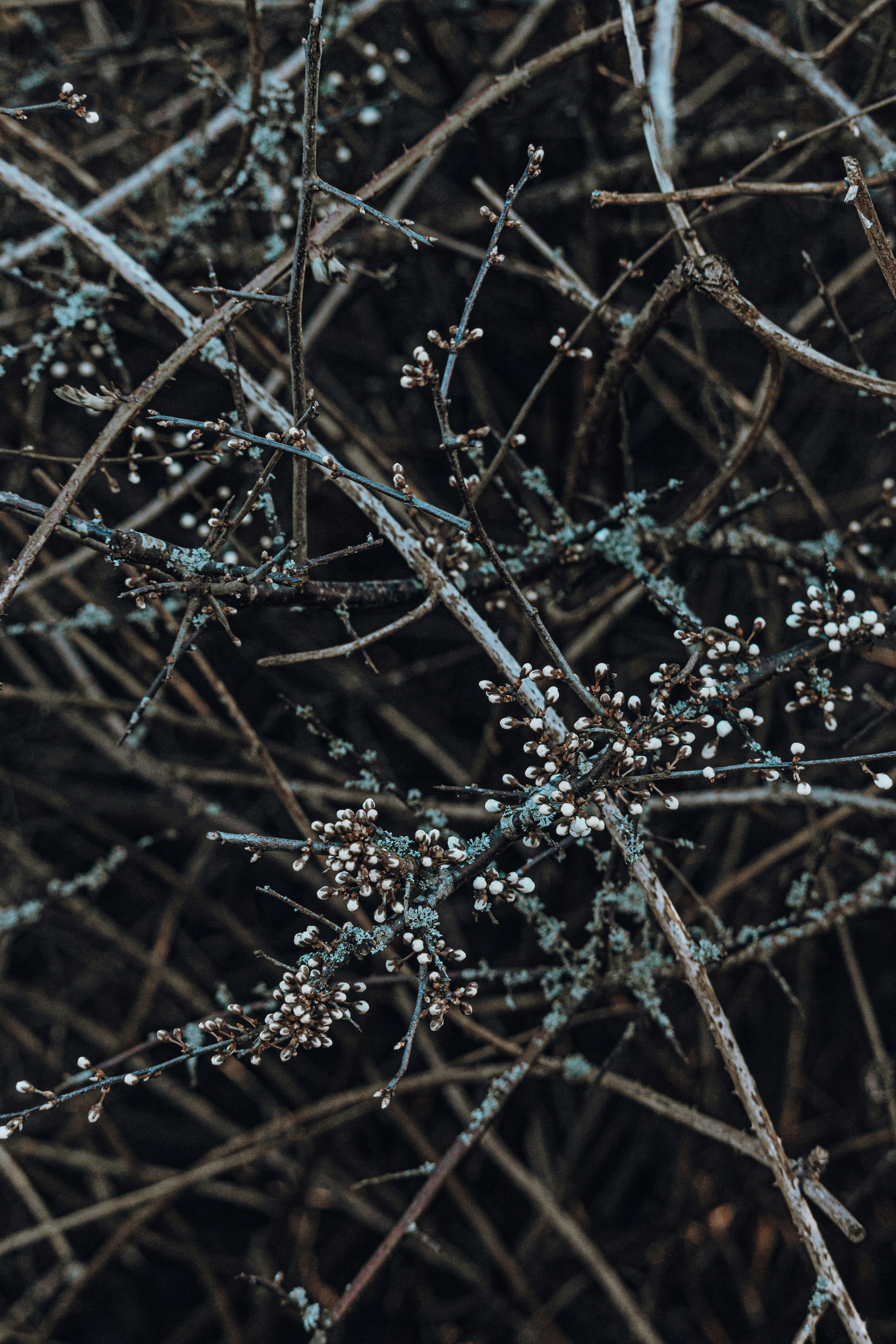 Un ramo de ramas con pequeñas flores blancas foto – Imagen de ...